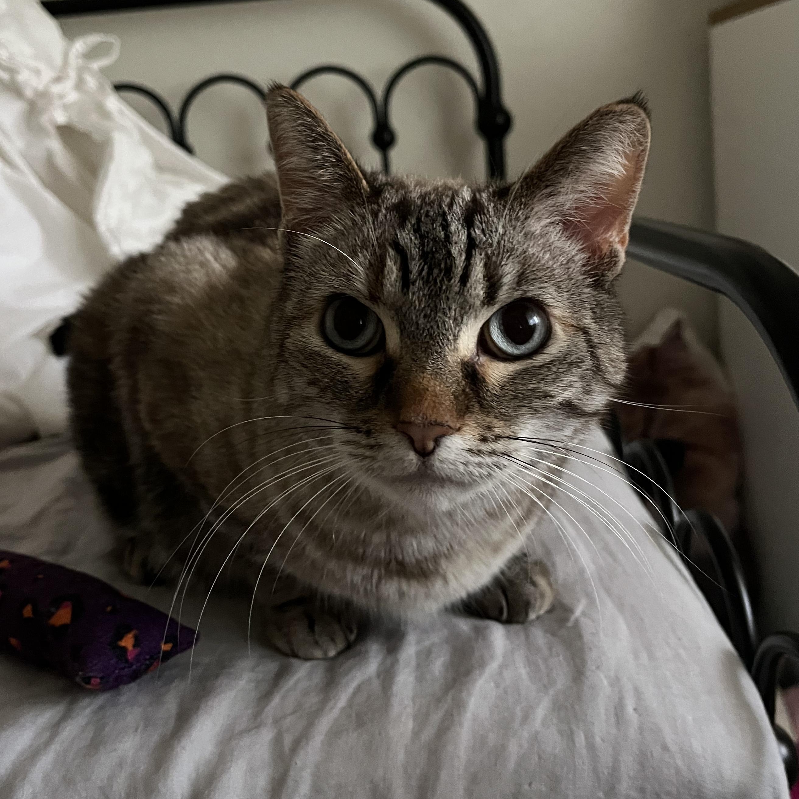 Cat for adoption - Lexie - The couch potato snuggler!, a Siamese in ...