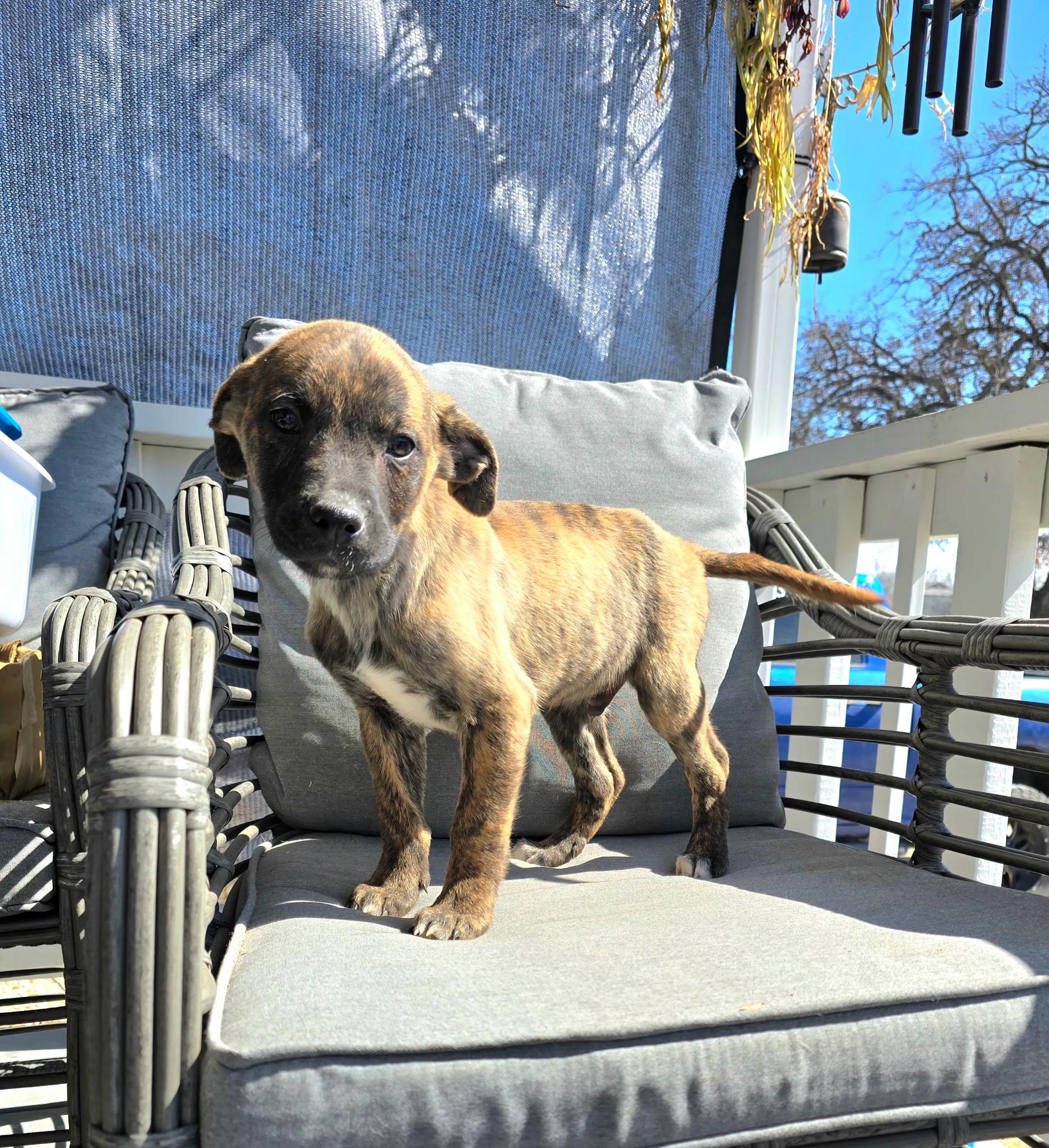 Dog for adoption - Dash, a Bloodhound & Black Labrador Retriever Mix in ...