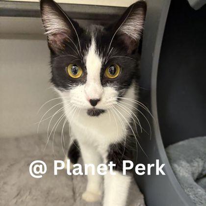 Cat for adoption - Piper - loving playful sweetheart!, a Domestic Short ...
