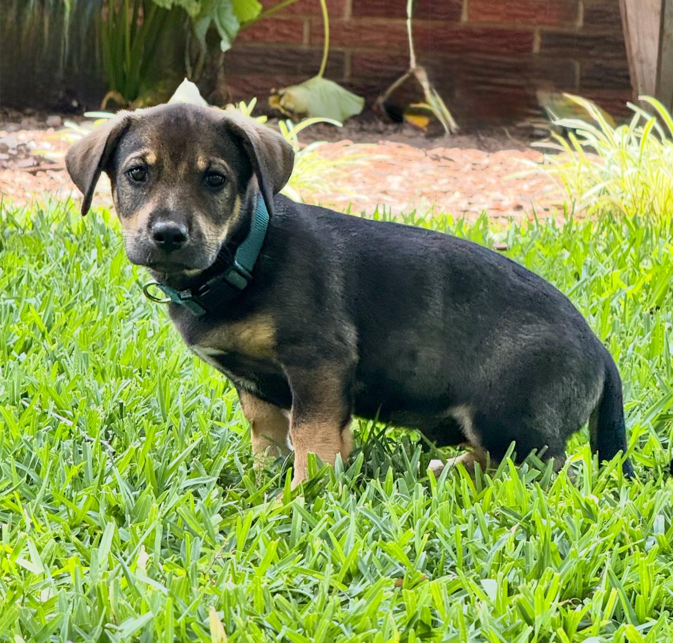 Dog for adoption - John Wayne, a Corgi & Australian Shepherd Mix in ...