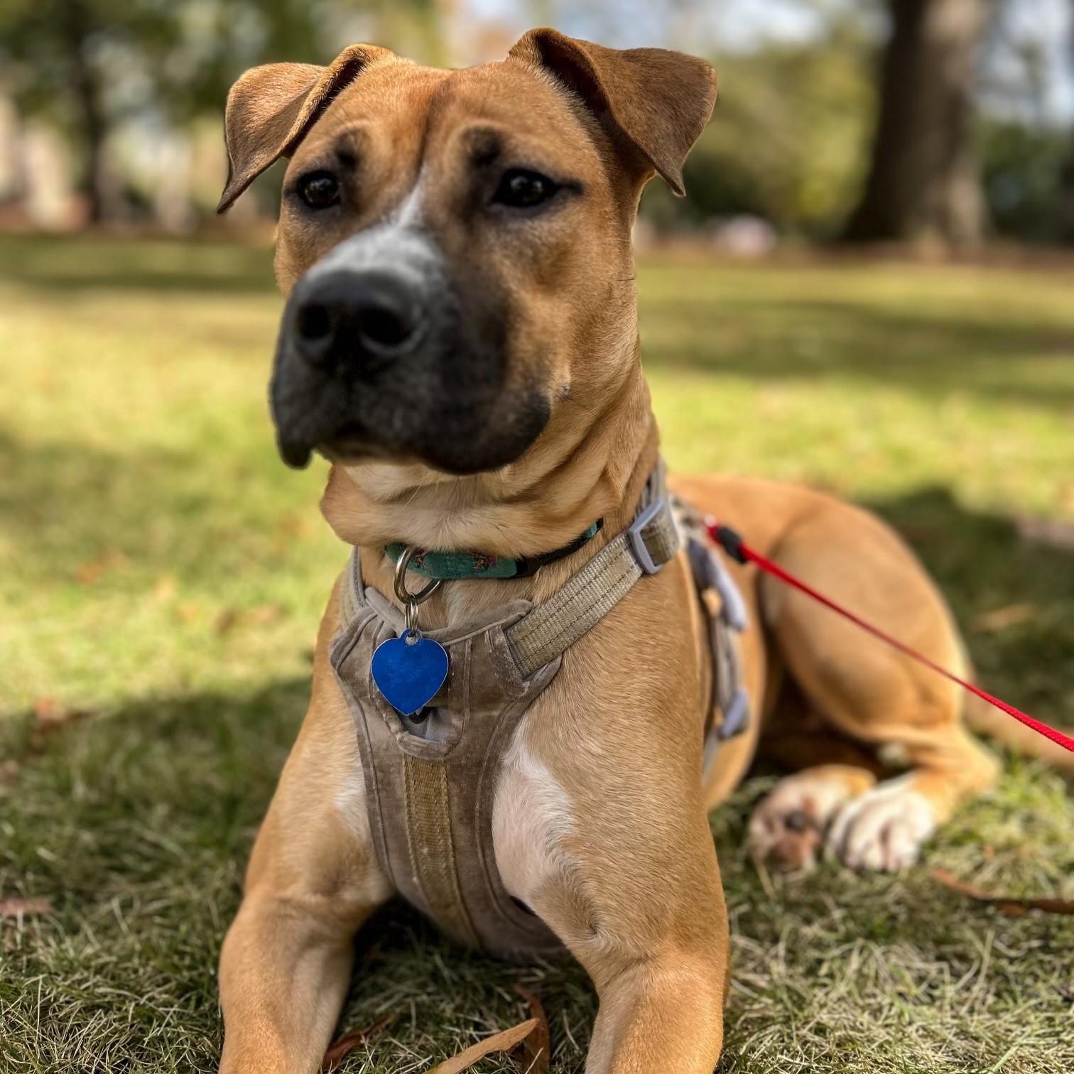 Dog for adoption - Sandcastle, a Boxer Mix in Columbia, SC | Petfinder