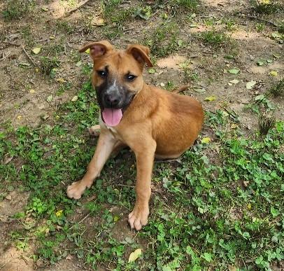 Dog for adoption - Dana, a Mixed Breed in Ashburn, VA | Petfinder