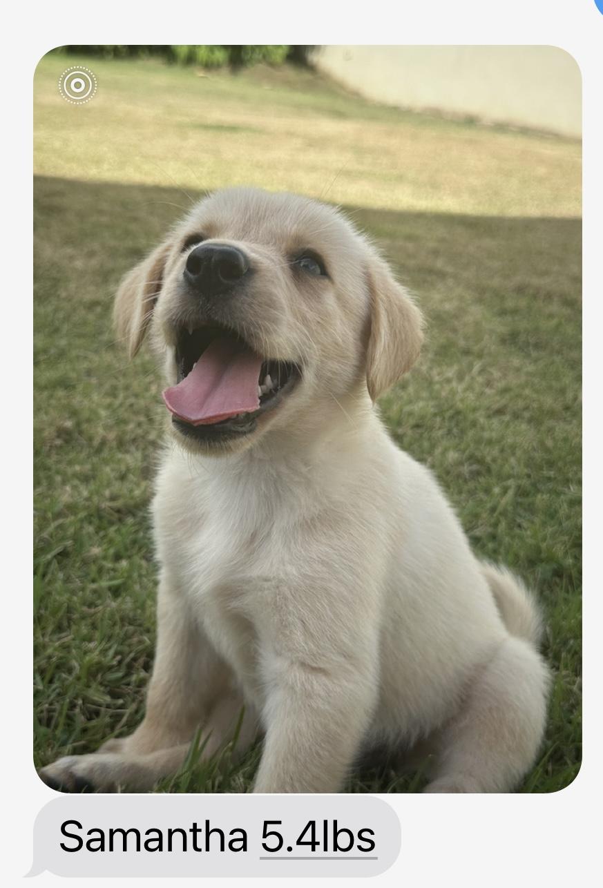 Dog for adoption - Samantha, a Labrador Retriever Mix in Harrison, NY ...