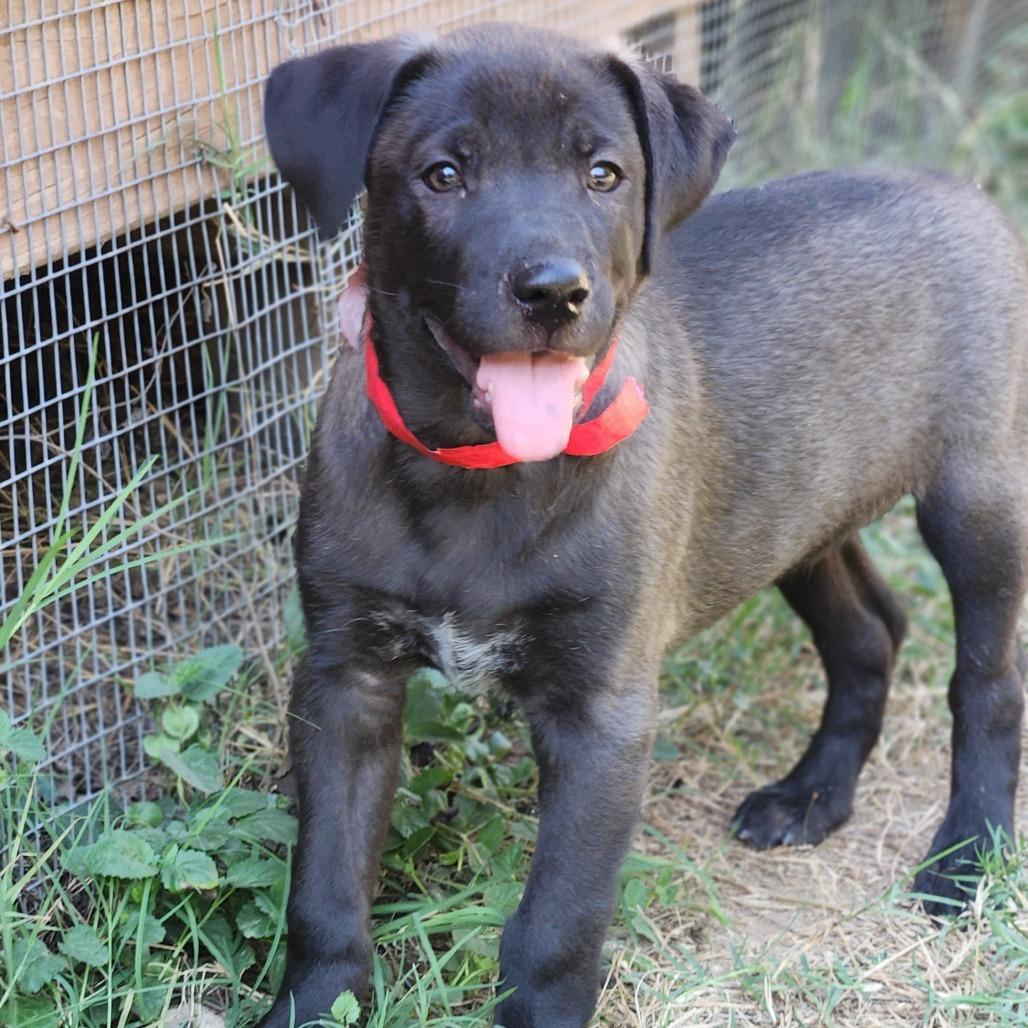 Dog for adoption - Zuca AL, a Shepherd Mix in Renton, WA | Petfinder