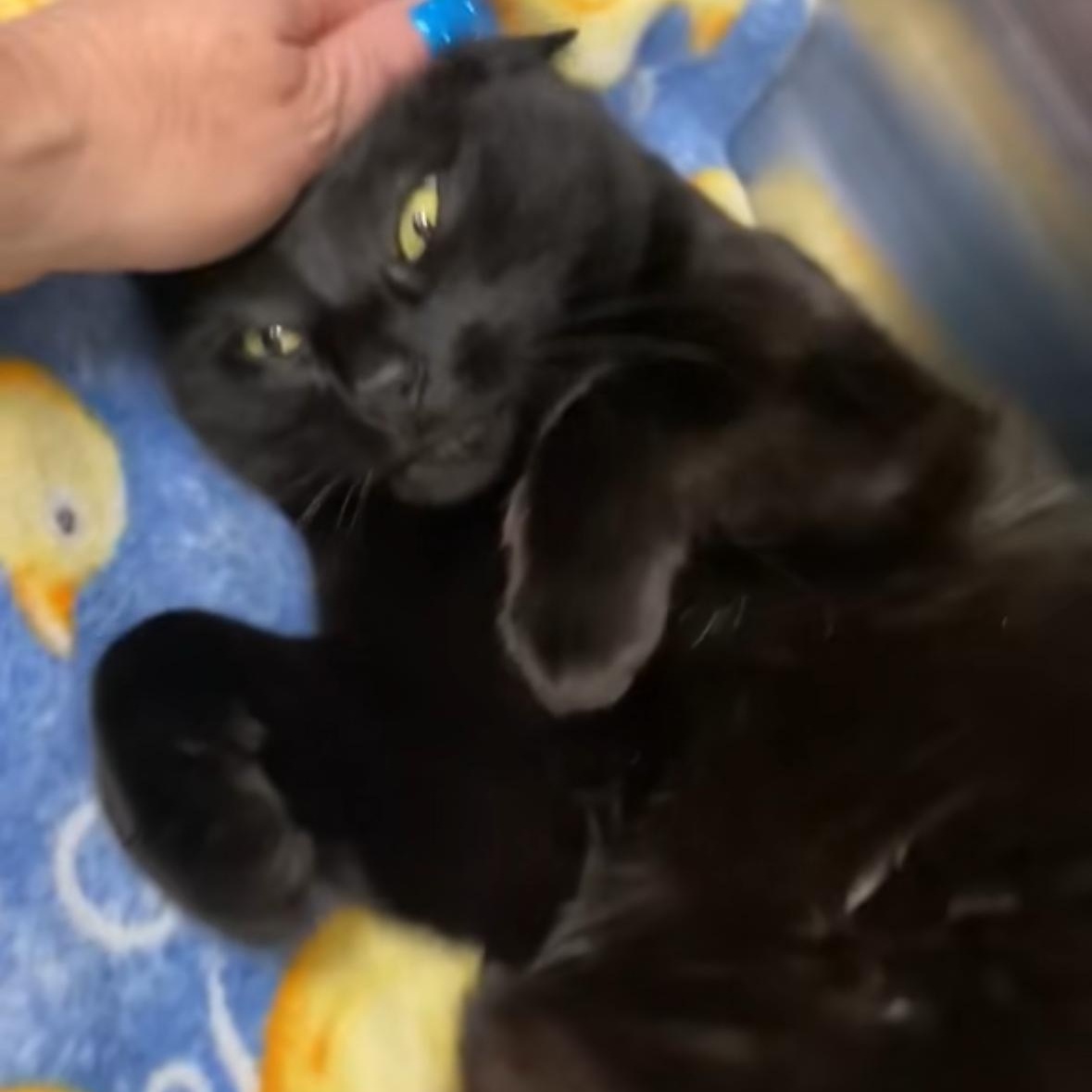 Cat for adoption - Rosie, a Domestic Short Hair in North Kingstown, RI | Petfinder