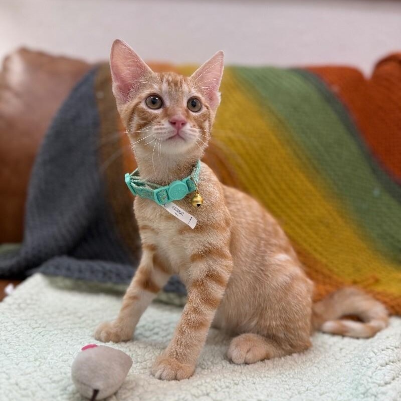Cat for adoption - Garfield Ray, a Domestic Short Hair Mix in Montreal ...