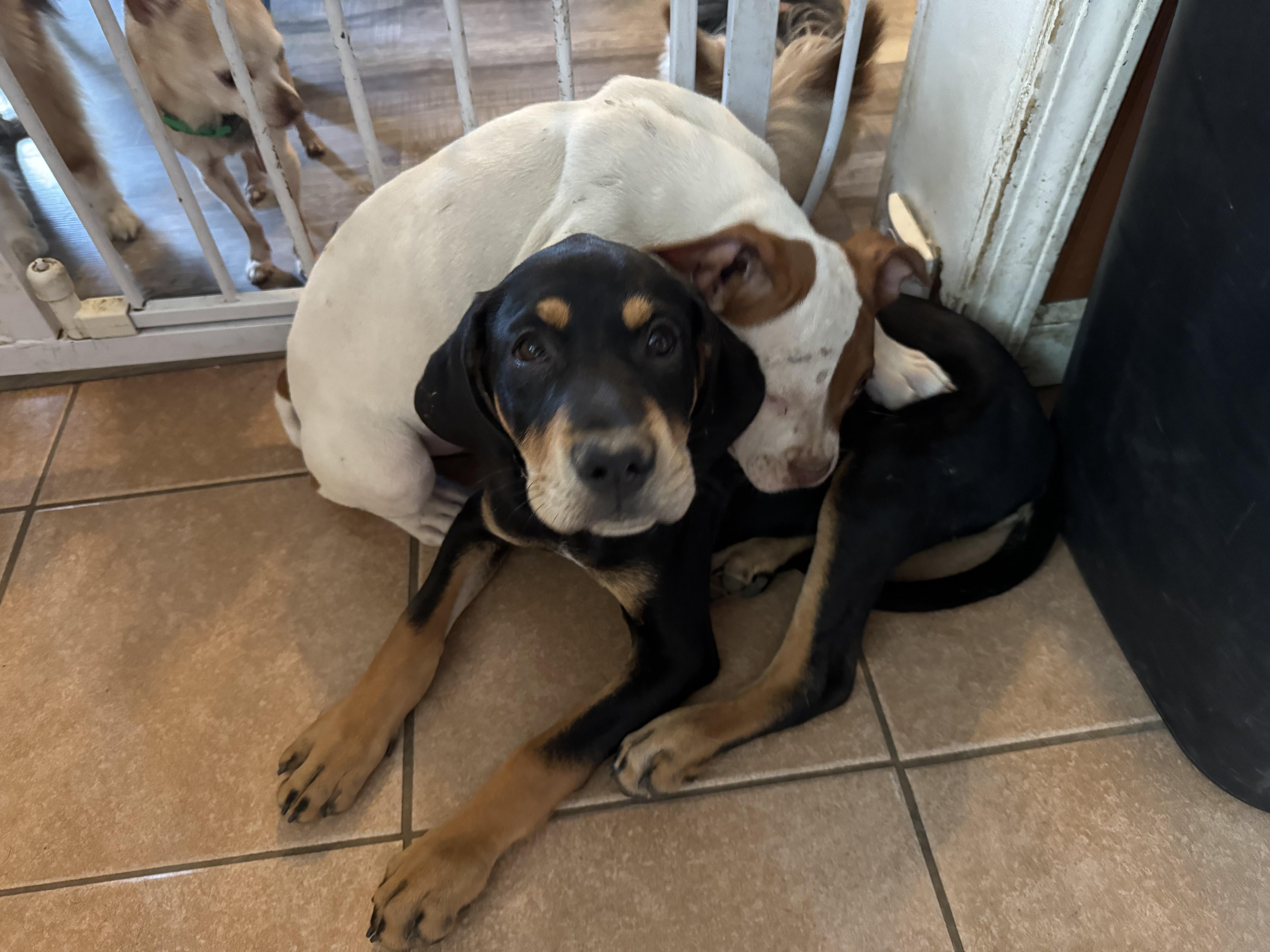 Dog for adoption - Ichabod! Amazing hound boy!, a Hound in RUSSIAVILLE ...