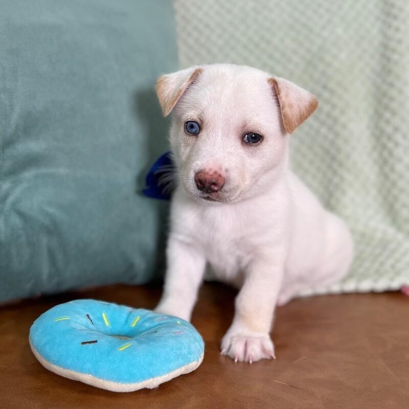 Dog for adoption - Mick Jagger Eighties, a Labrador Retriever & Husky ...