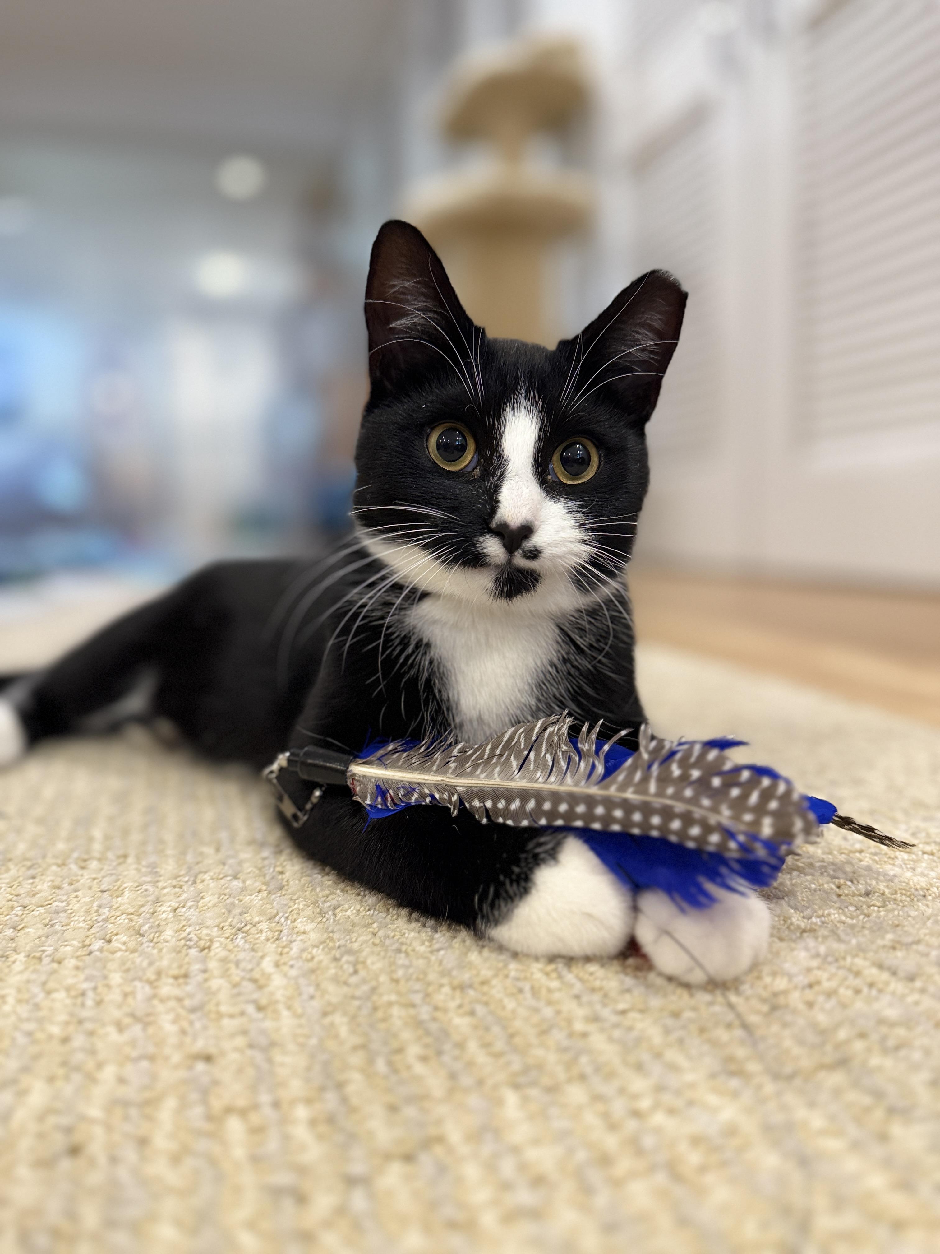 Cat for adoption - Smudgey, a Domestic Short Hair in Darien, CT | Petfinder