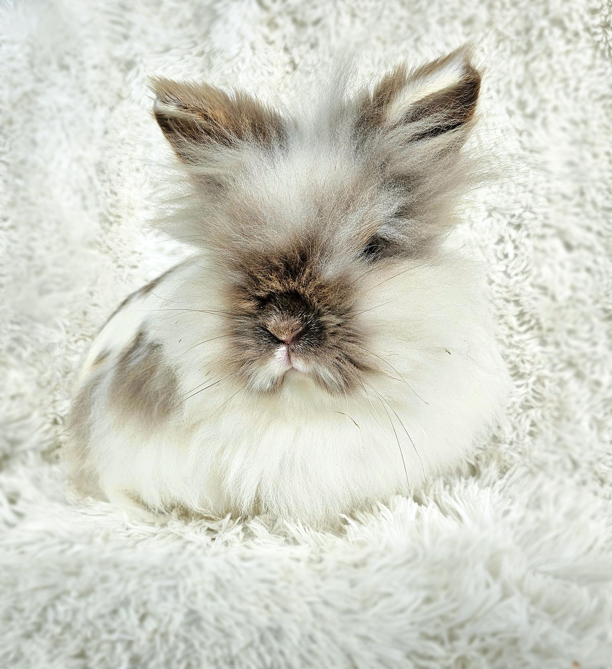 Rabbit for adoption - Ube, a Lionhead in Harrisburg, OR | Petfinder