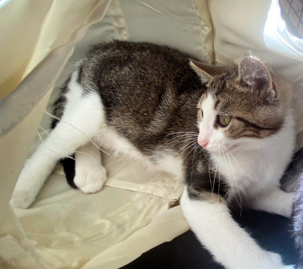 Cat for adoption - Kittens - Gordy, Jack, Jesse, a Domestic Short Hair in White Bear Lake, MN ...