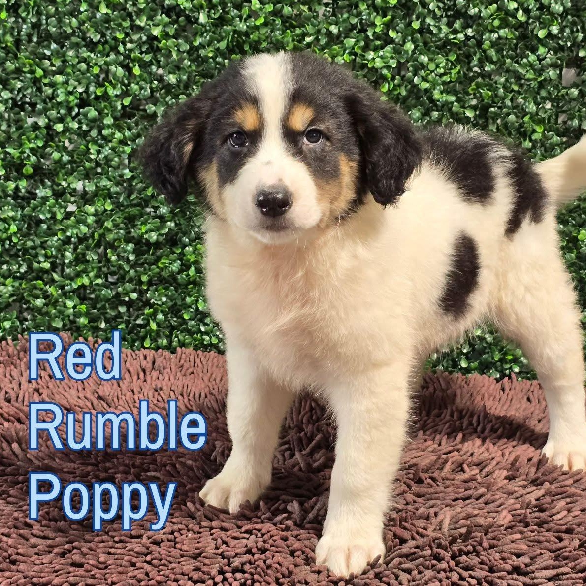Dog for adoption - Red Rumble Poppy, a Great Pyrenees in Joliet, IL ...