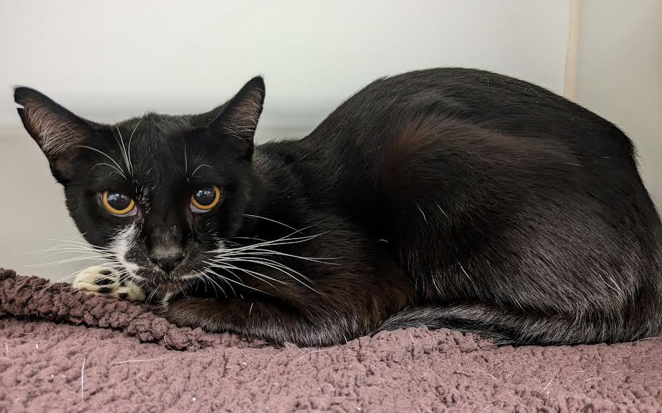 ADOPT - Whatcom Humane Society