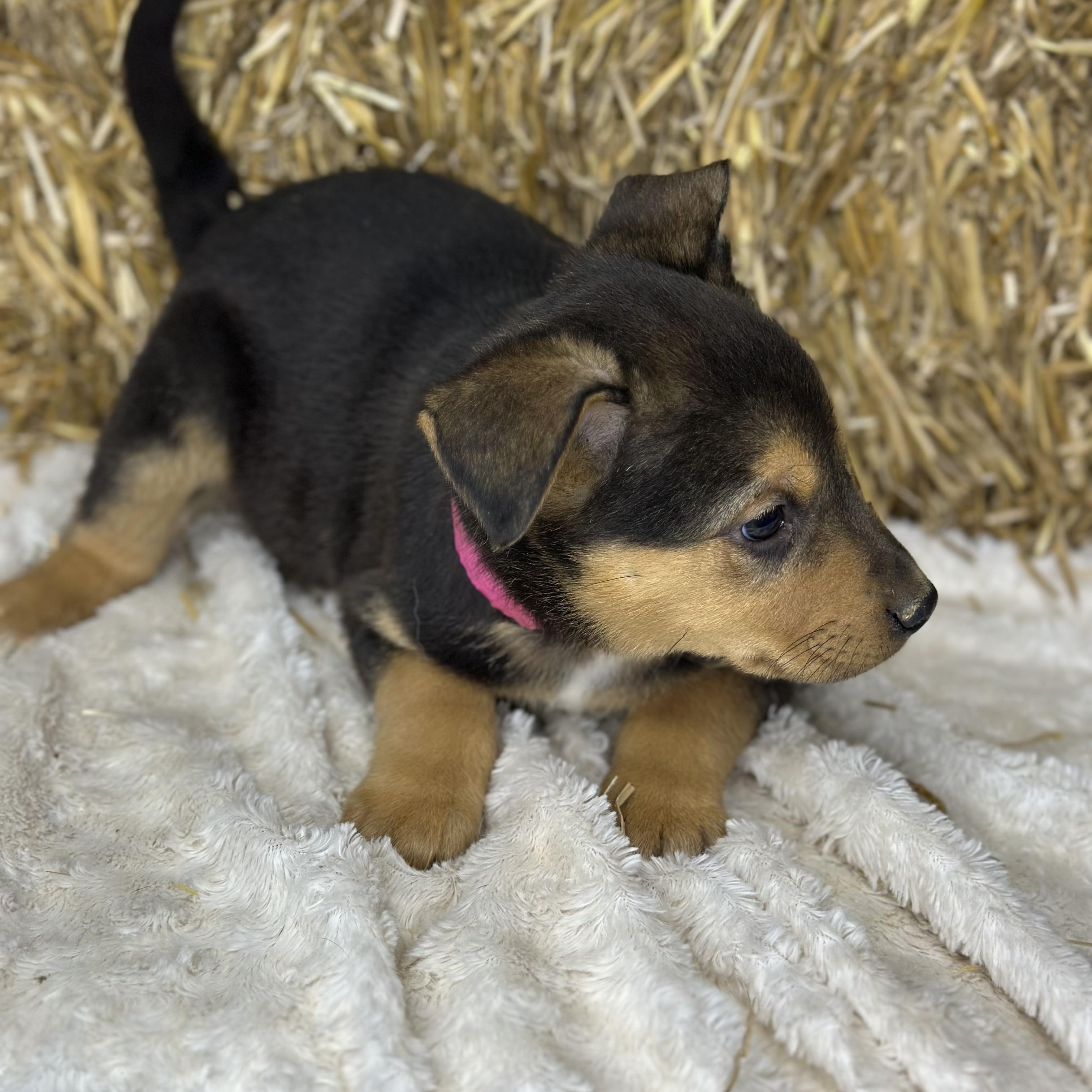 Dog for adoption - Winnie, a German Shepherd Dog Mix in Sheboygan, WI ...