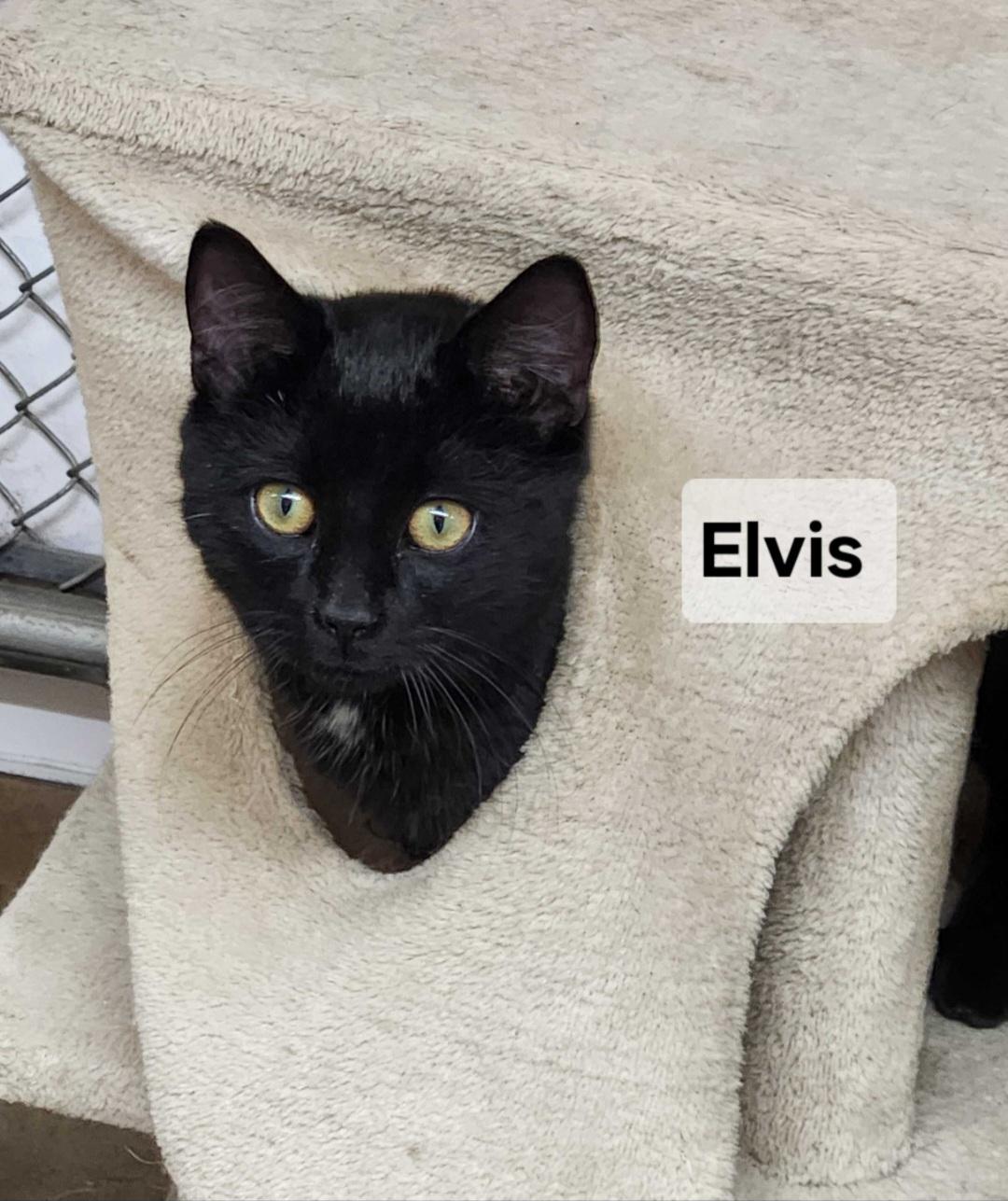 Cat for adoption - Elvis, a Domestic Short Hair in Durand, WI | Petfinder