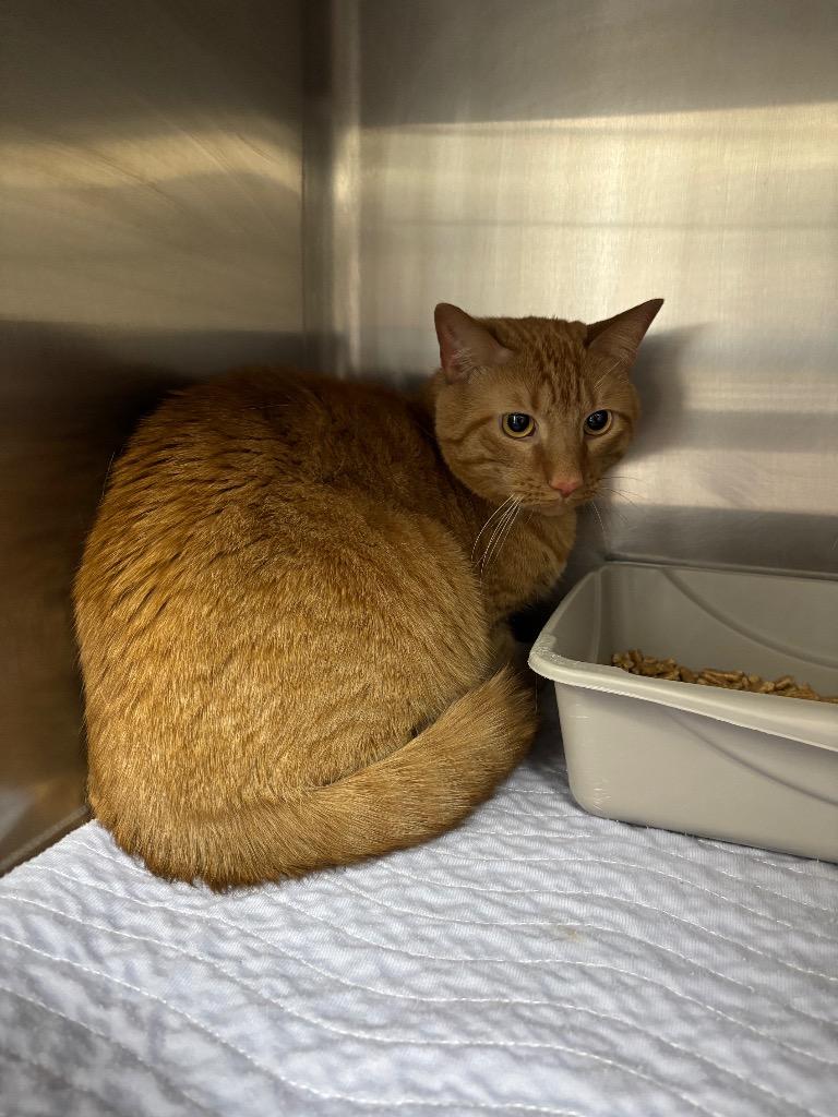 Adopt Dean in Clarksville | Domestic Short Hair cat | Buddy