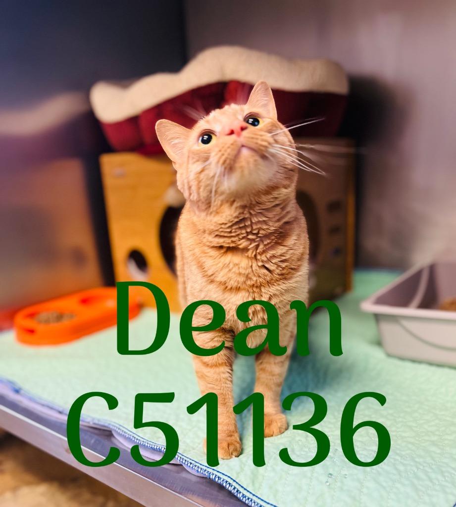 Adopt Dean in Clarksville | Domestic Short Hair cat | Buddy