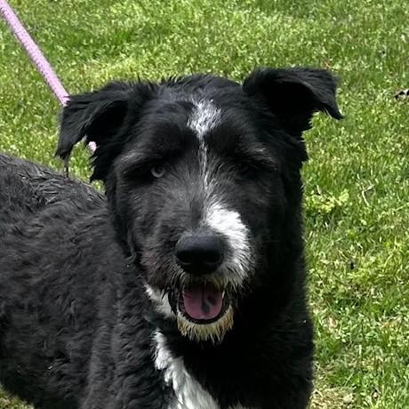 Dog for adoption - Mallory, a Bearded Collie Mix in NEWTOWN, PA | Petfinder