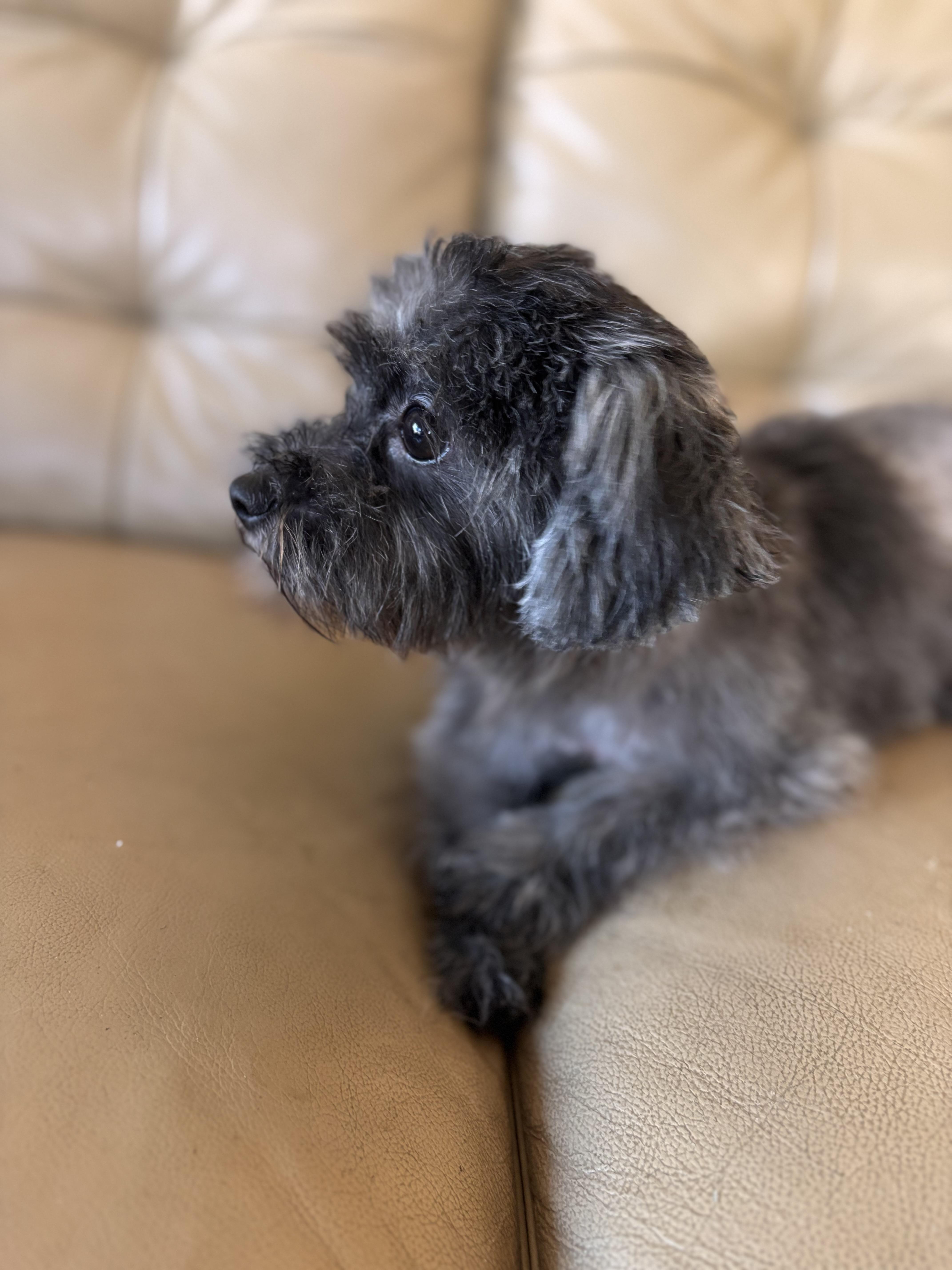 Frannie - Adoptable Pet | Petfinder | Petfinder