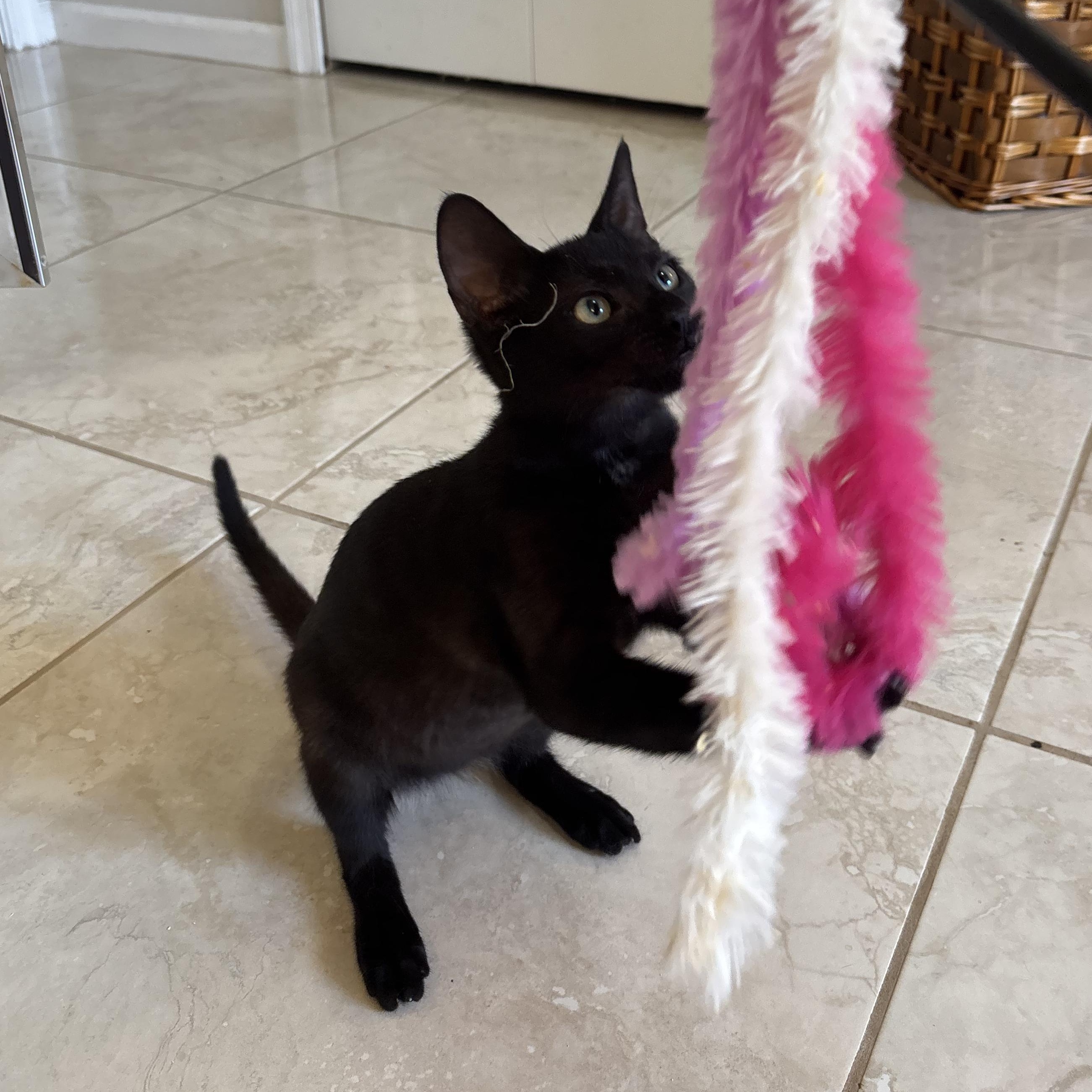 Cat for adoption - Mia, a Domestic Short Hair in salem, NH | Petfinder