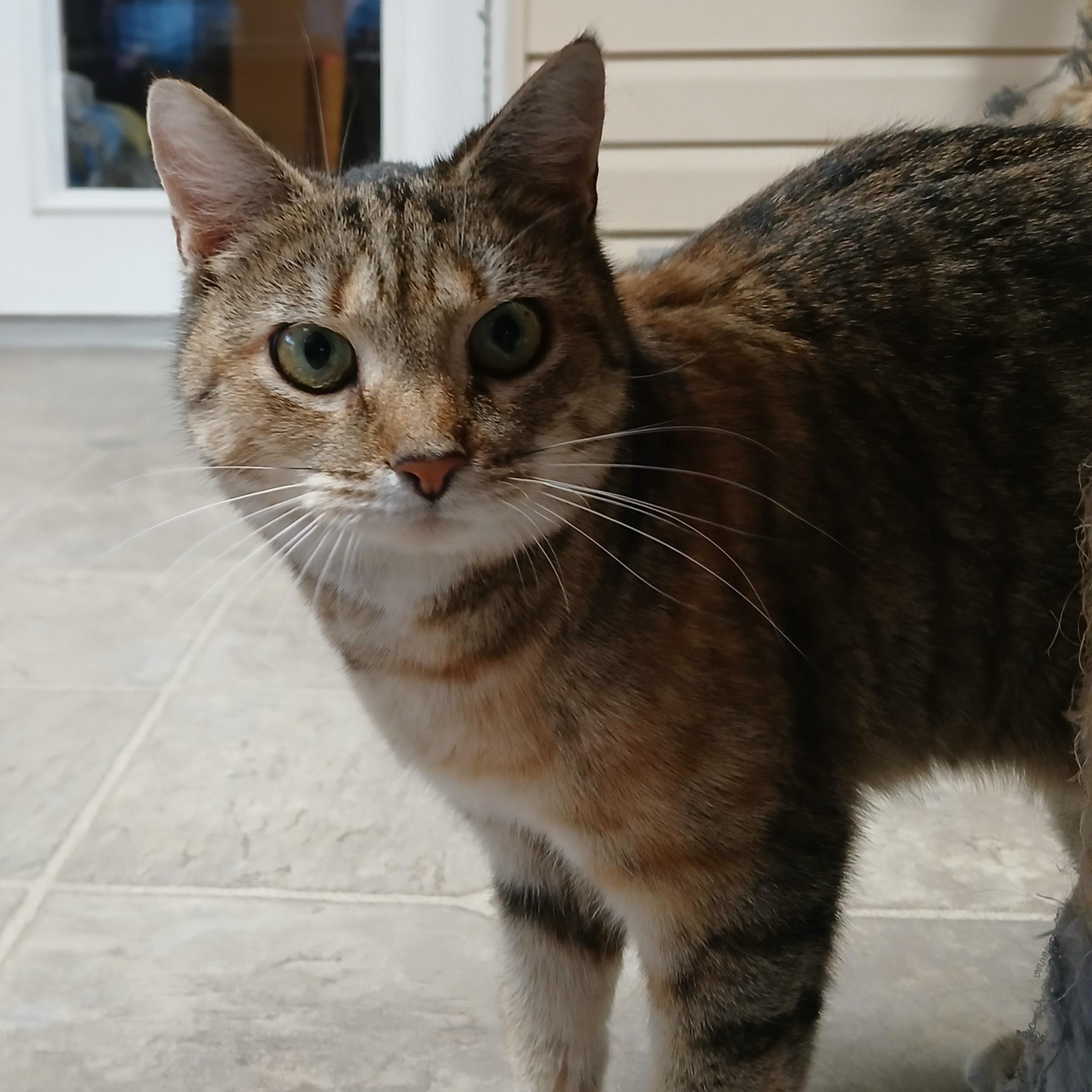 Cat for adoption - Camilla, a Domestic Short Hair & Torbie Mix in Germansville, PA | Petfinder