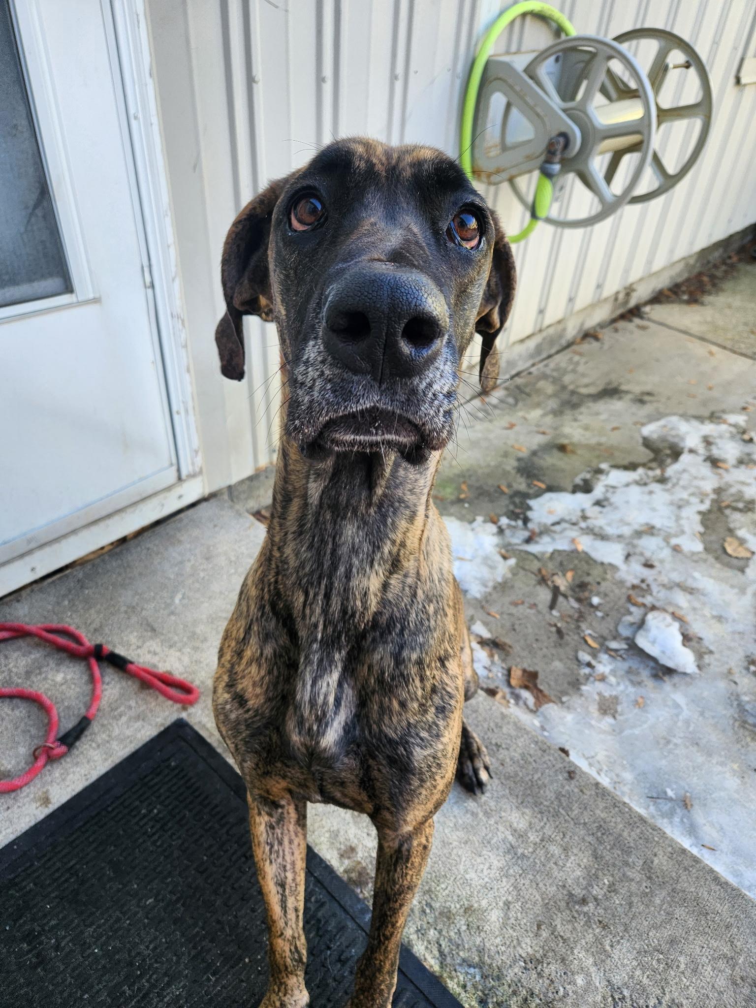Styx - Adoptable Pet | Petfinder | Petfinder