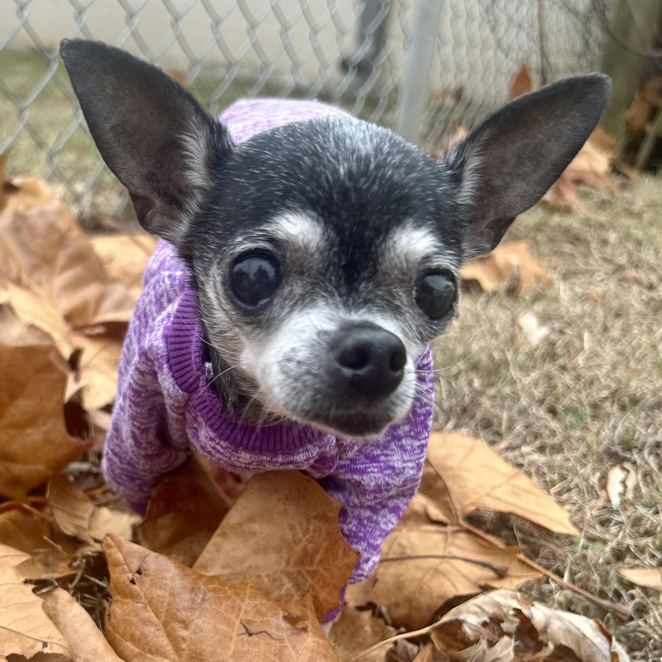 Our Current Adoptables – Rescue One