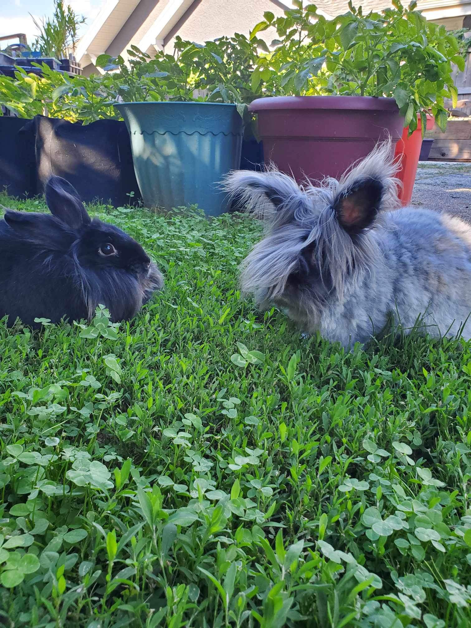Rabbit for adoption - Zhara and Luna (bonded pair), an Angora Rabbit ...