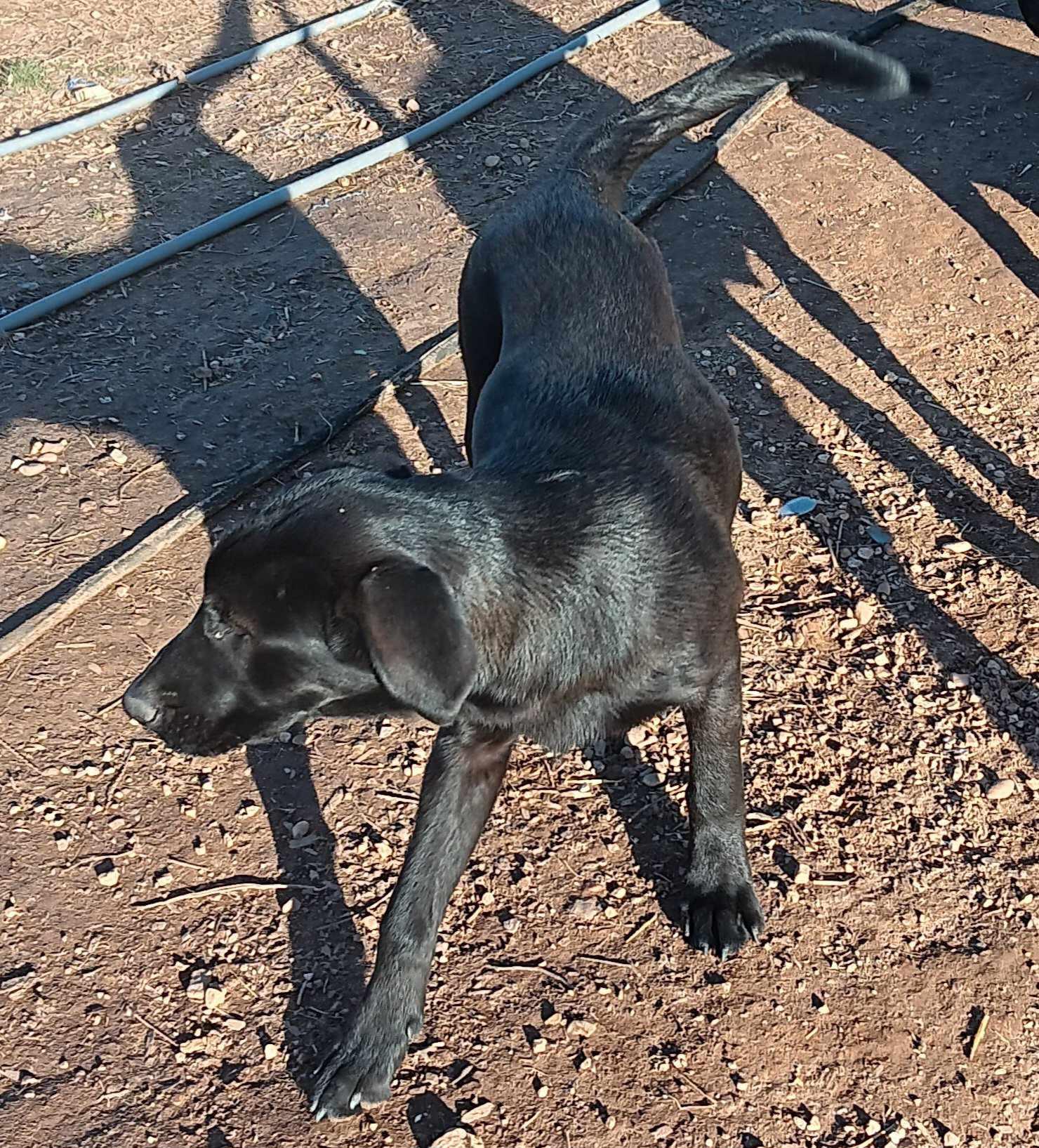 Dog for adoption - Lucy, a Black Labrador Retriever in Burnsville, MN ...