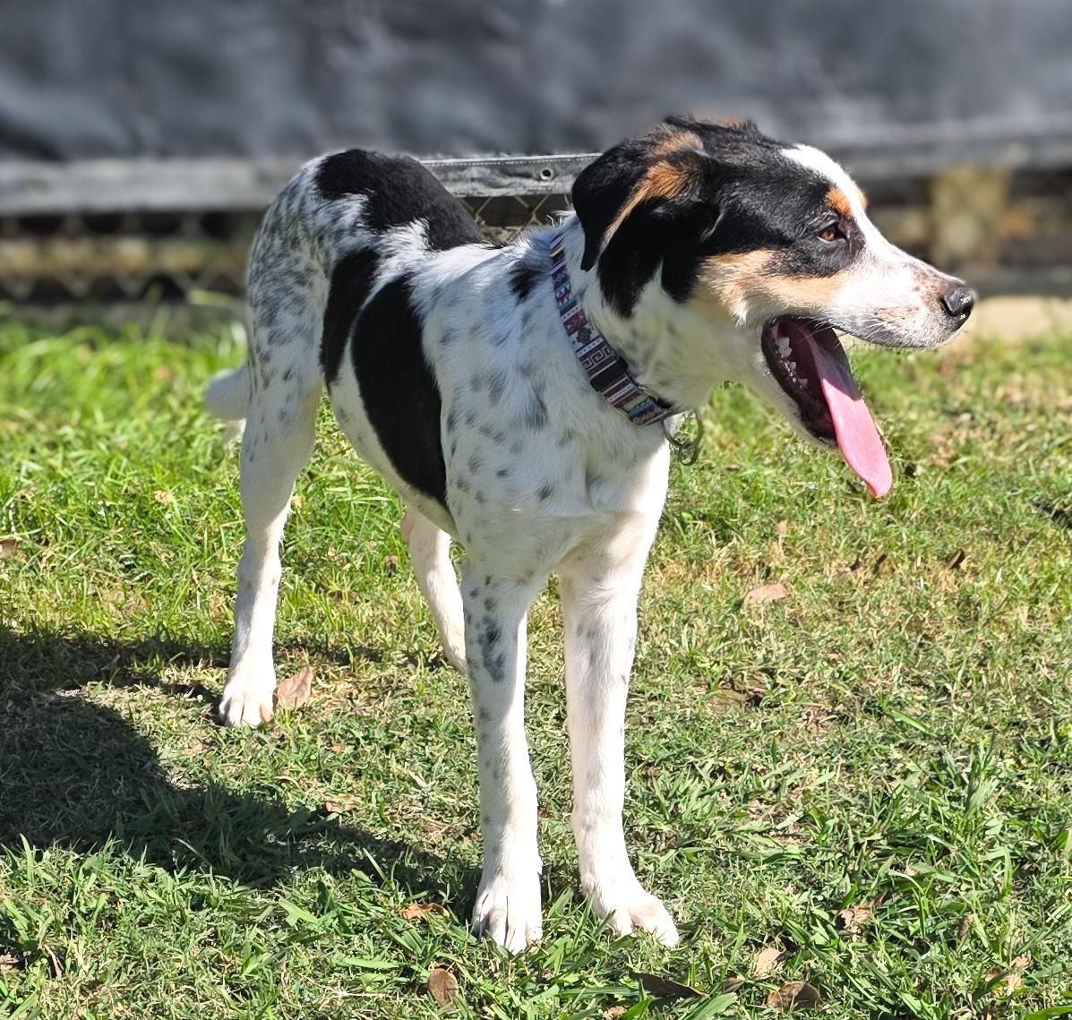 Dog for adoption - Ripp, an Australian Cattle Dog / Blue Heeler Mix in ...
