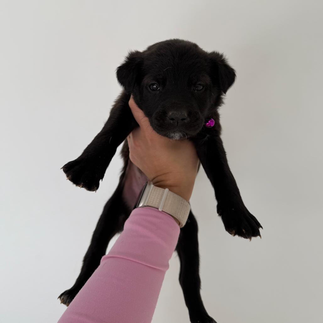 Dog for adoption - Bruno, a Great Pyrenees & Labrador Retriever Mix in ...