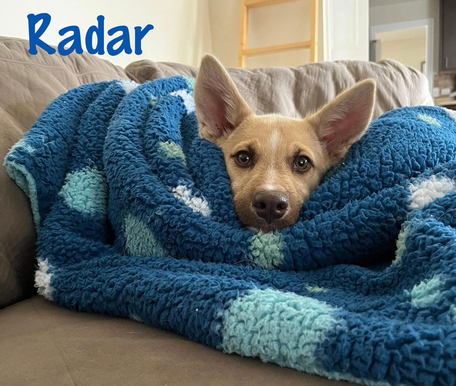 Dog for adoption - Radar, a Shepherd Mix in Elburn, IL | Petfinder