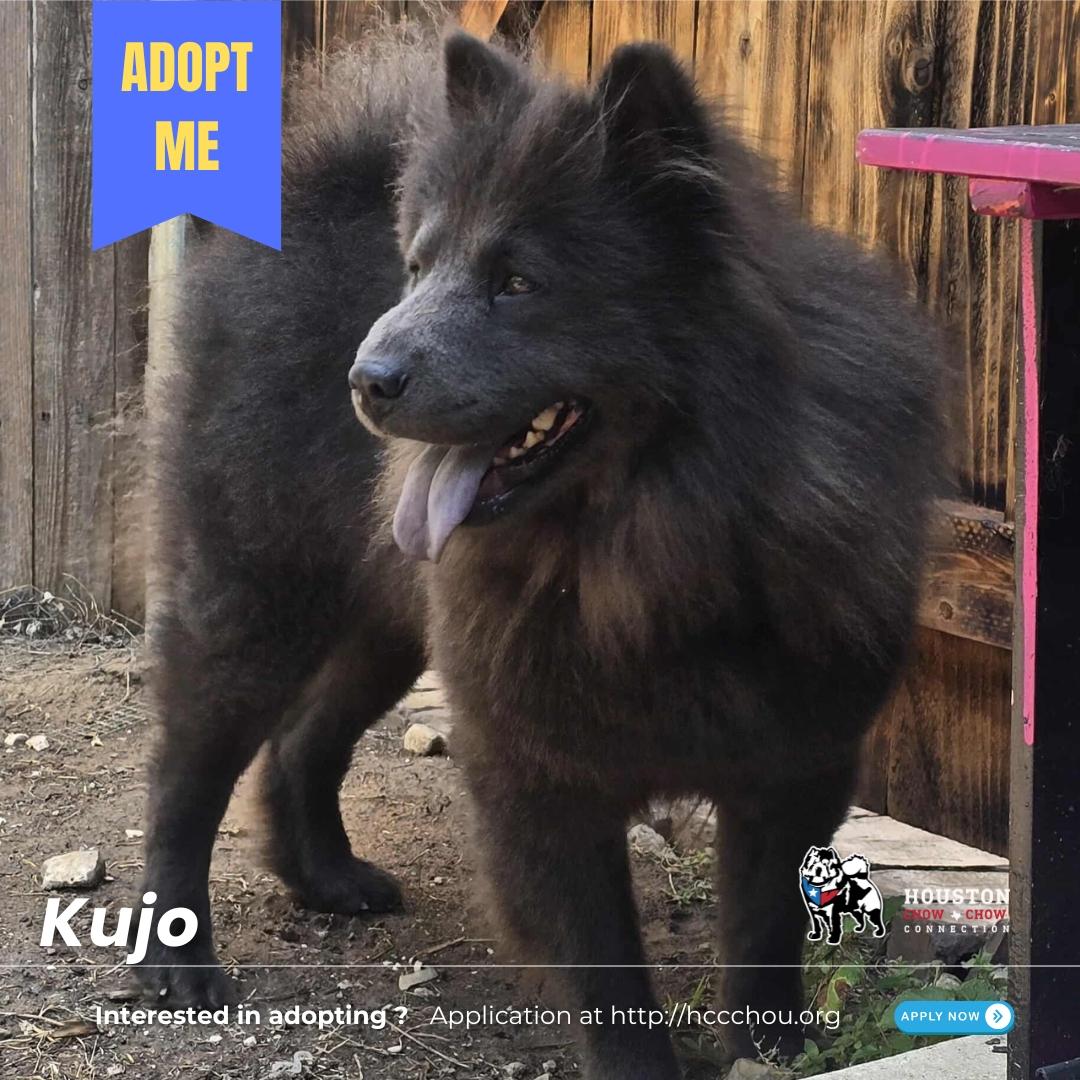 Dog for adoption - Kujo, a Chow Chow in Orlando, FL | Petfinder