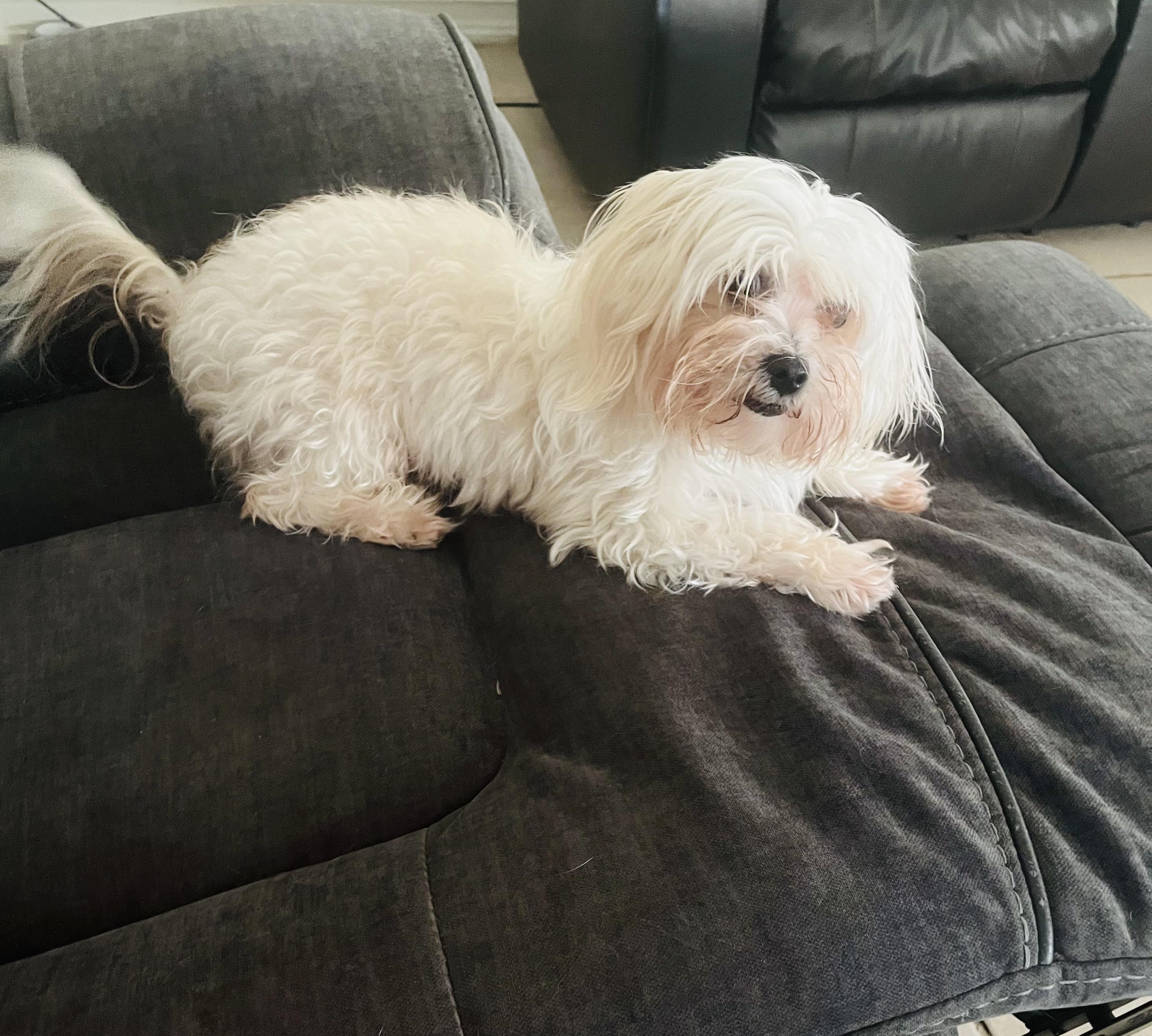 Dog for adoption - Prissy, a Maltese Mix in Seattle, WA | Petfinder