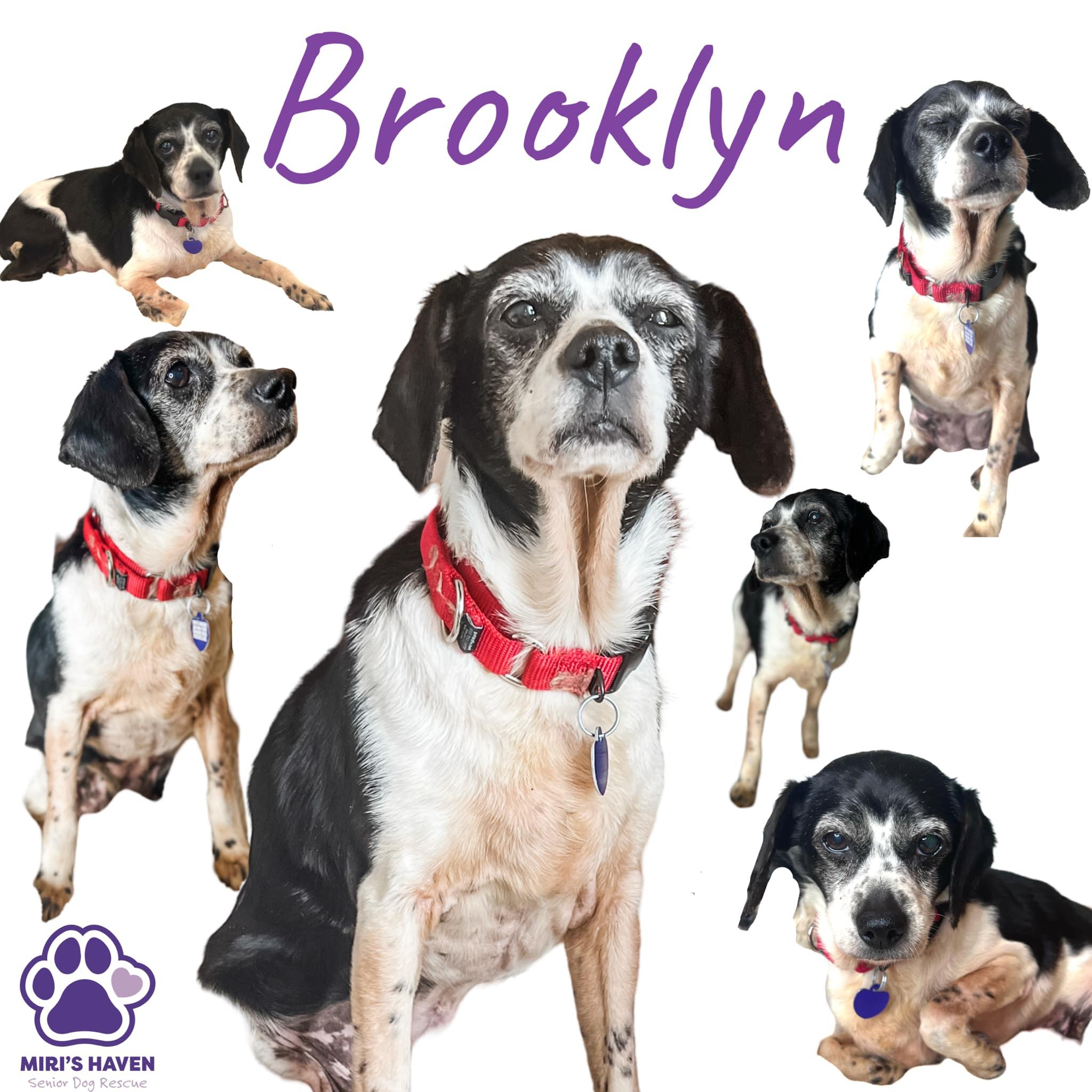 Dog for adoption - Brooklyn aka Bea, a Beagle & Chihuahua Mix in ...