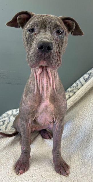 Dog for adoption - Sunshine Su, a Pit Bull Terrier in West Memphis, AR ...