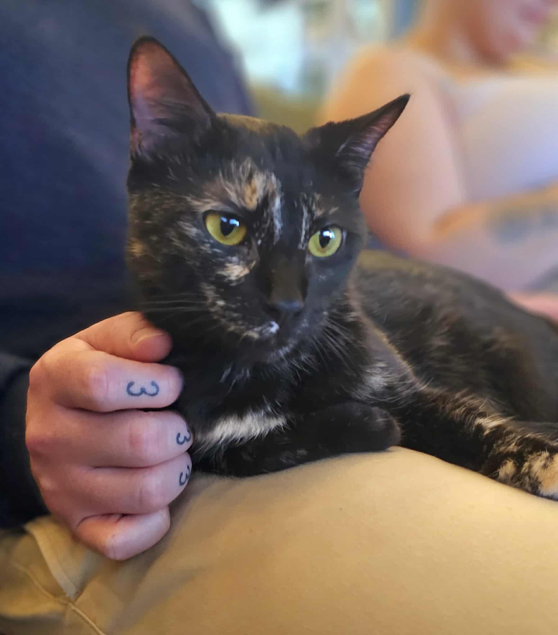 Cat for adoption - Bug, a Domestic Short Hair in Oak Ridge, TN | Petfinder