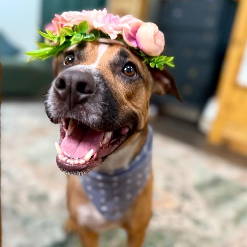 Dog for adoption - Kylie Kiddle Loving Family Bestie, a Labrador ...