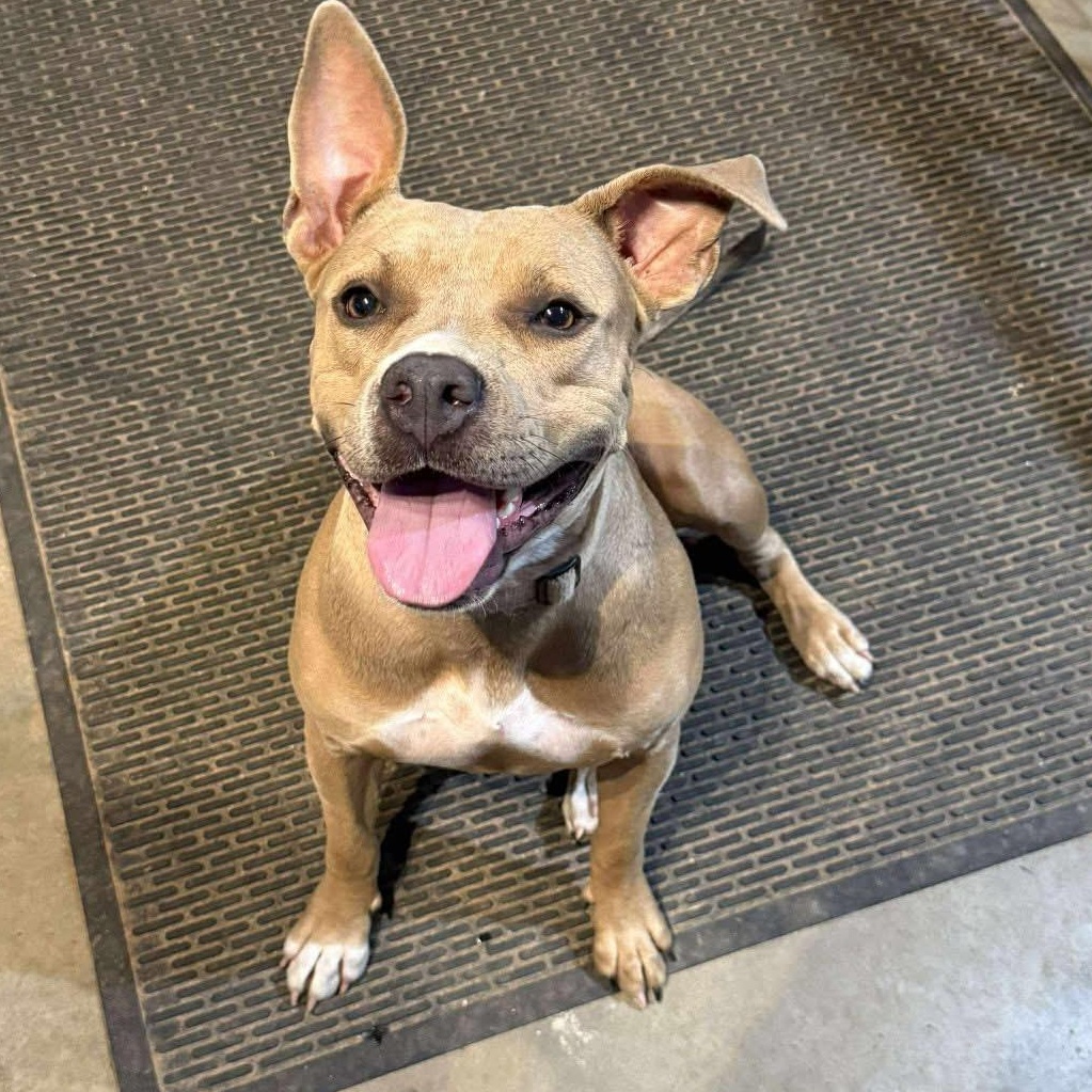 Dog for adoption - Joy, a Mixed Breed in Providence, RI | Petfinder