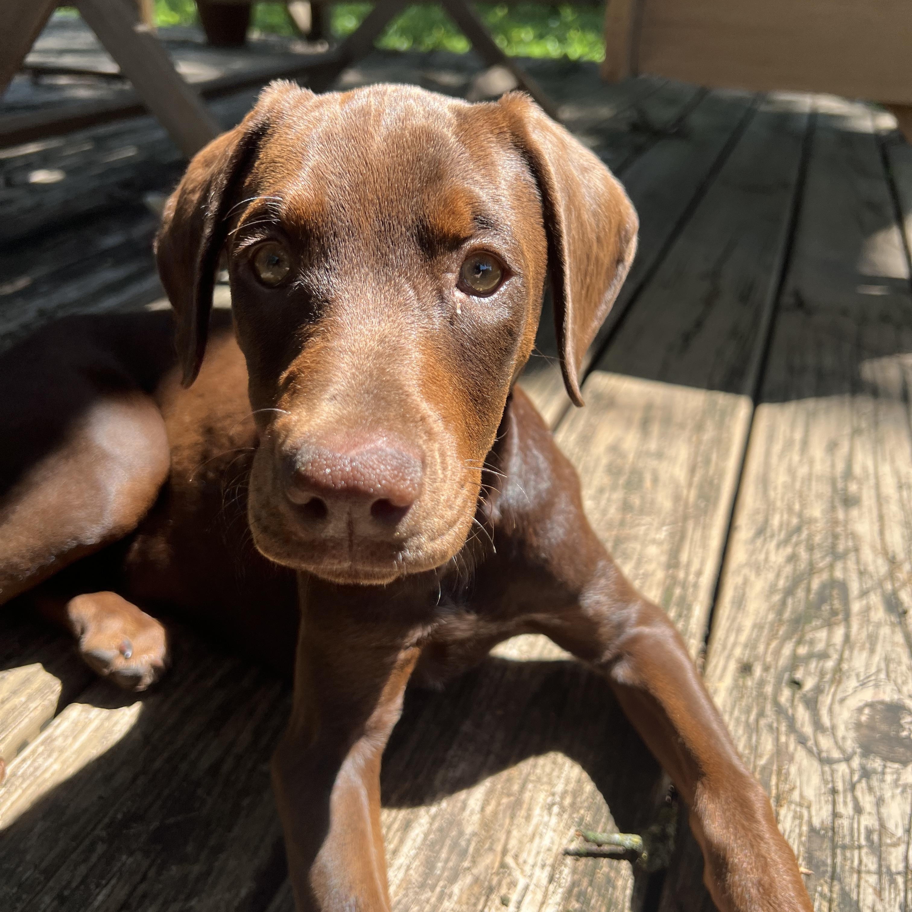 Dog for adoption - Juniper, a Doberman Pinscher & German Shorthaired ...