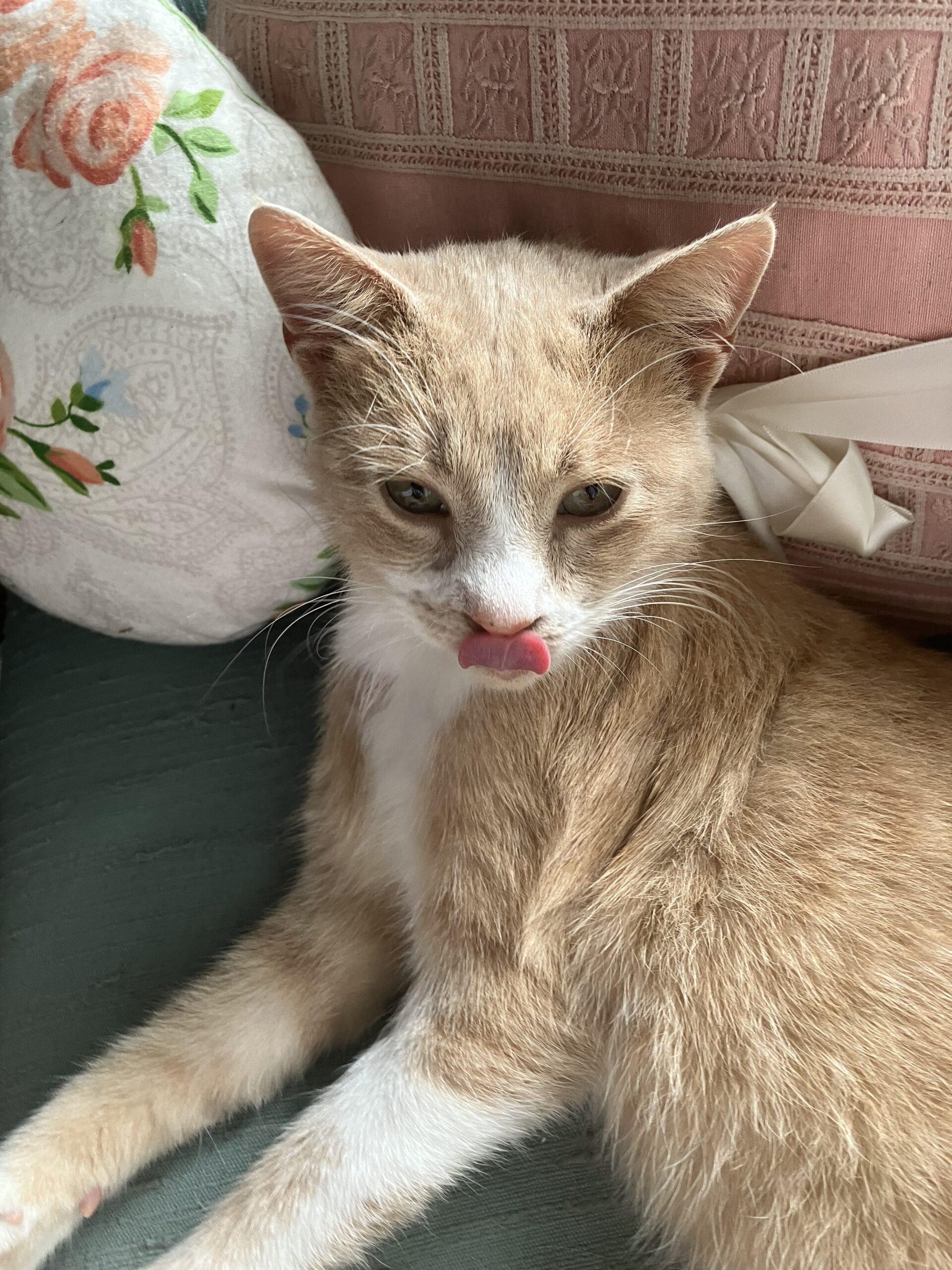 Cat for adoption - Jacko, a Domestic Short Hair in Frederick , MD ...