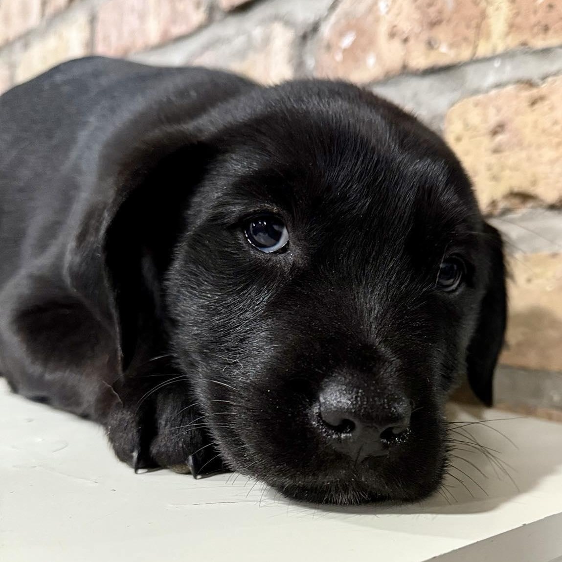 Dog for adoption - Colt, a Black Labrador Retriever & Retriever Mix in ...