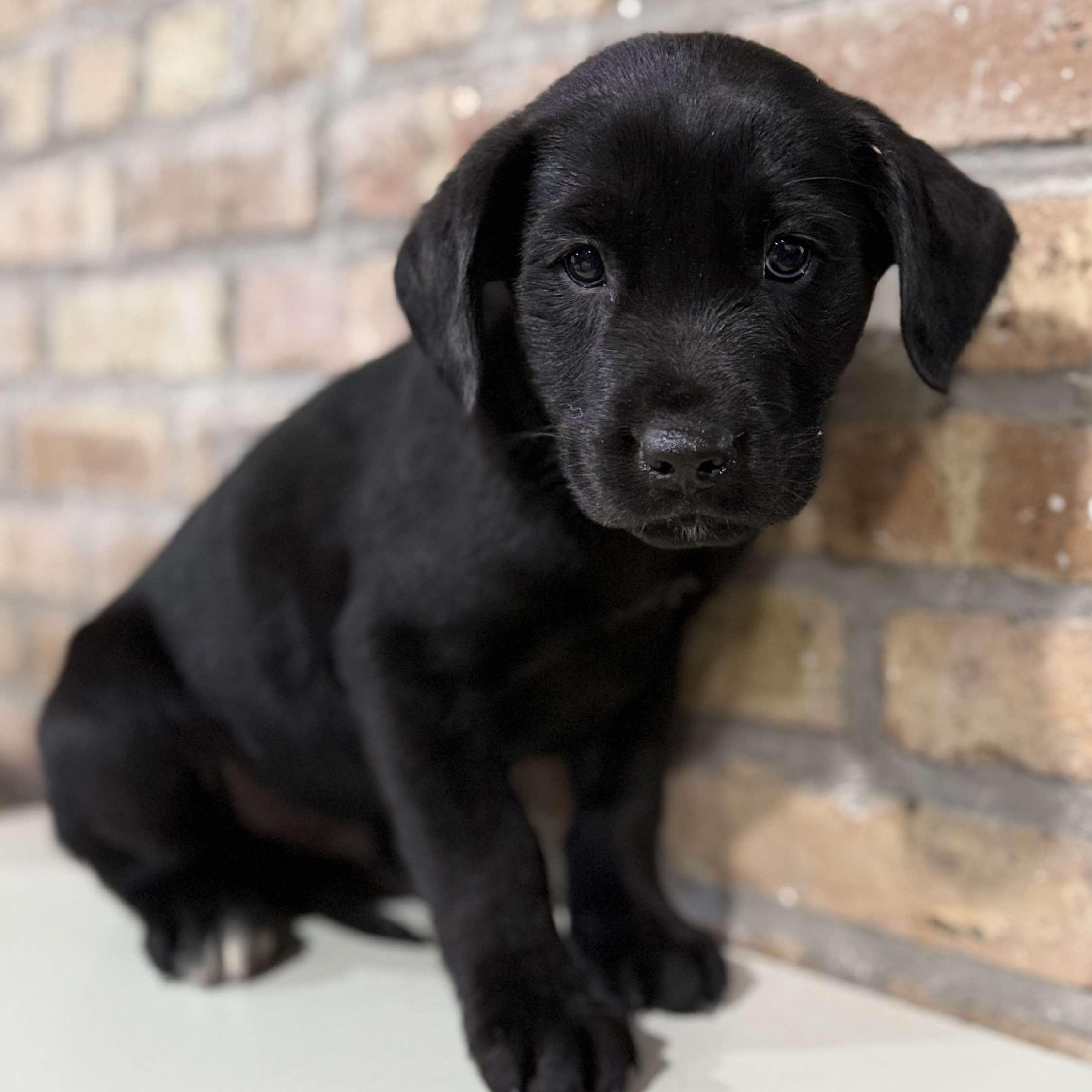 Dog for adoption - Colt, a Black Labrador Retriever & Retriever Mix in ...