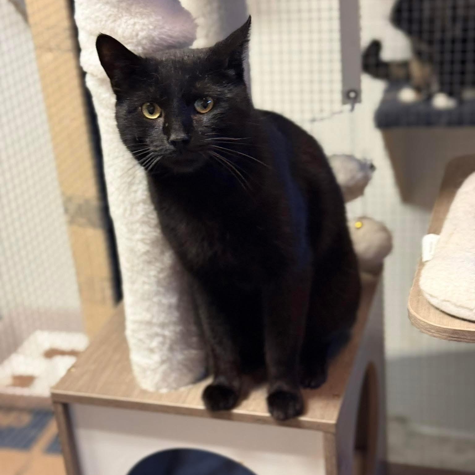 Cat for adoption - Jace, a Domestic Short Hair & Bombay Mix in Newark ...