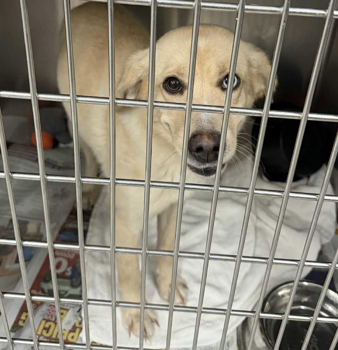 Princess - Adoptable Pet | Petfinder | Petfinder