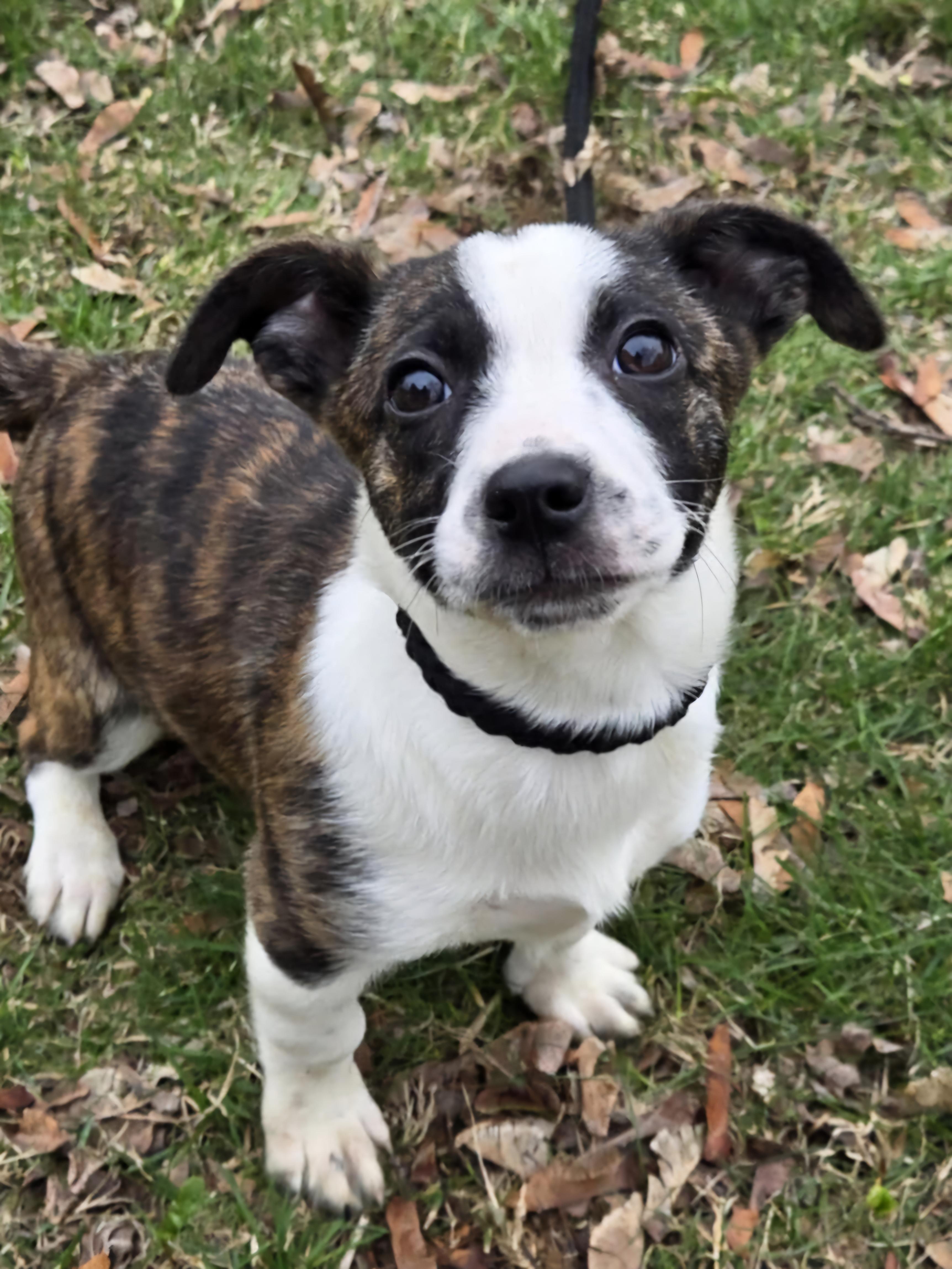 Dog for adoption - Stephanie, a Jack Russell Terrier Mix in Seville, OH | Petfinder