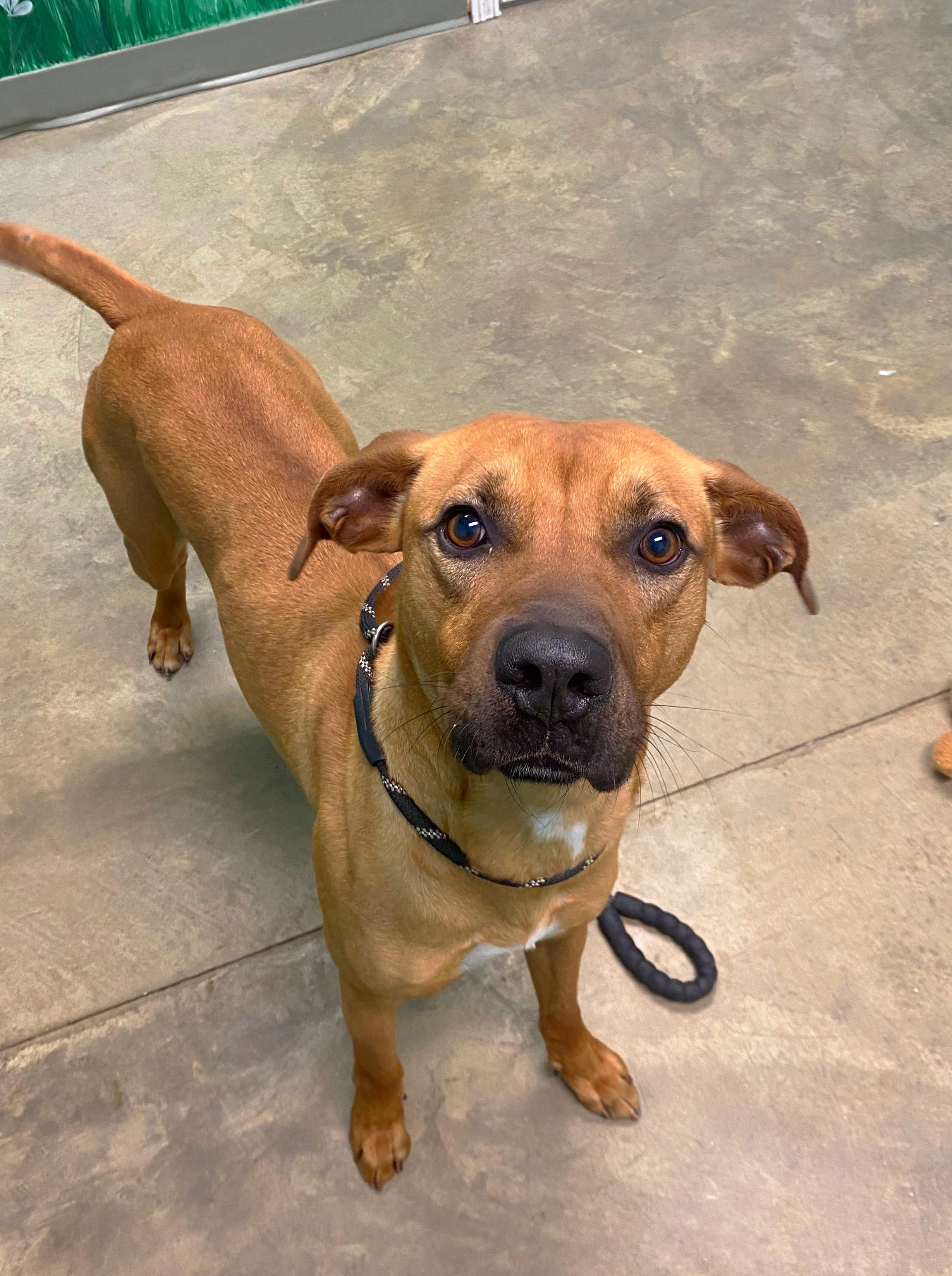 Dog for adoption - Cash, a Black and Tan Coonhound Mix in Godfrey, IL | Petfinder