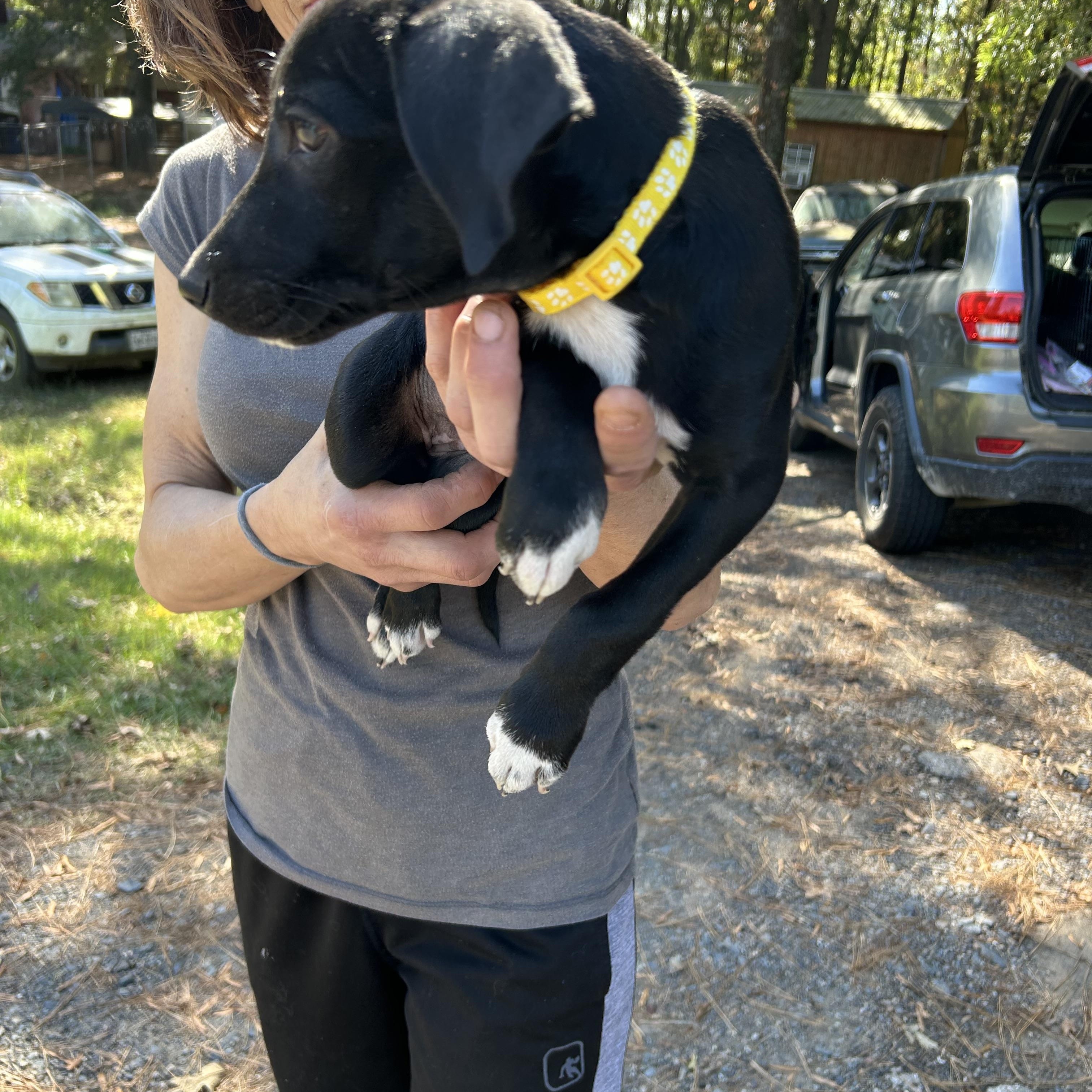 Dog for adoption - Margo, a Rat Terrier in Kalamazoo, MI | Petfinder