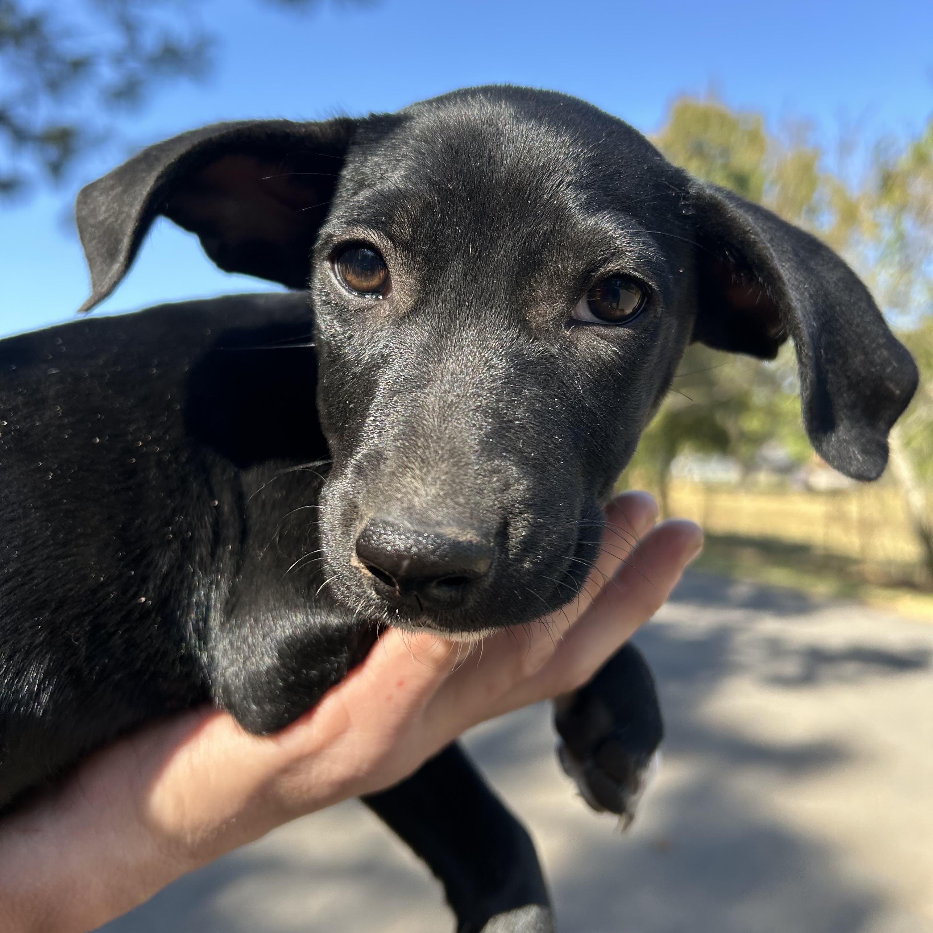 Dog for adoption - Margo, a Rat Terrier in Kalamazoo, MI | Petfinder