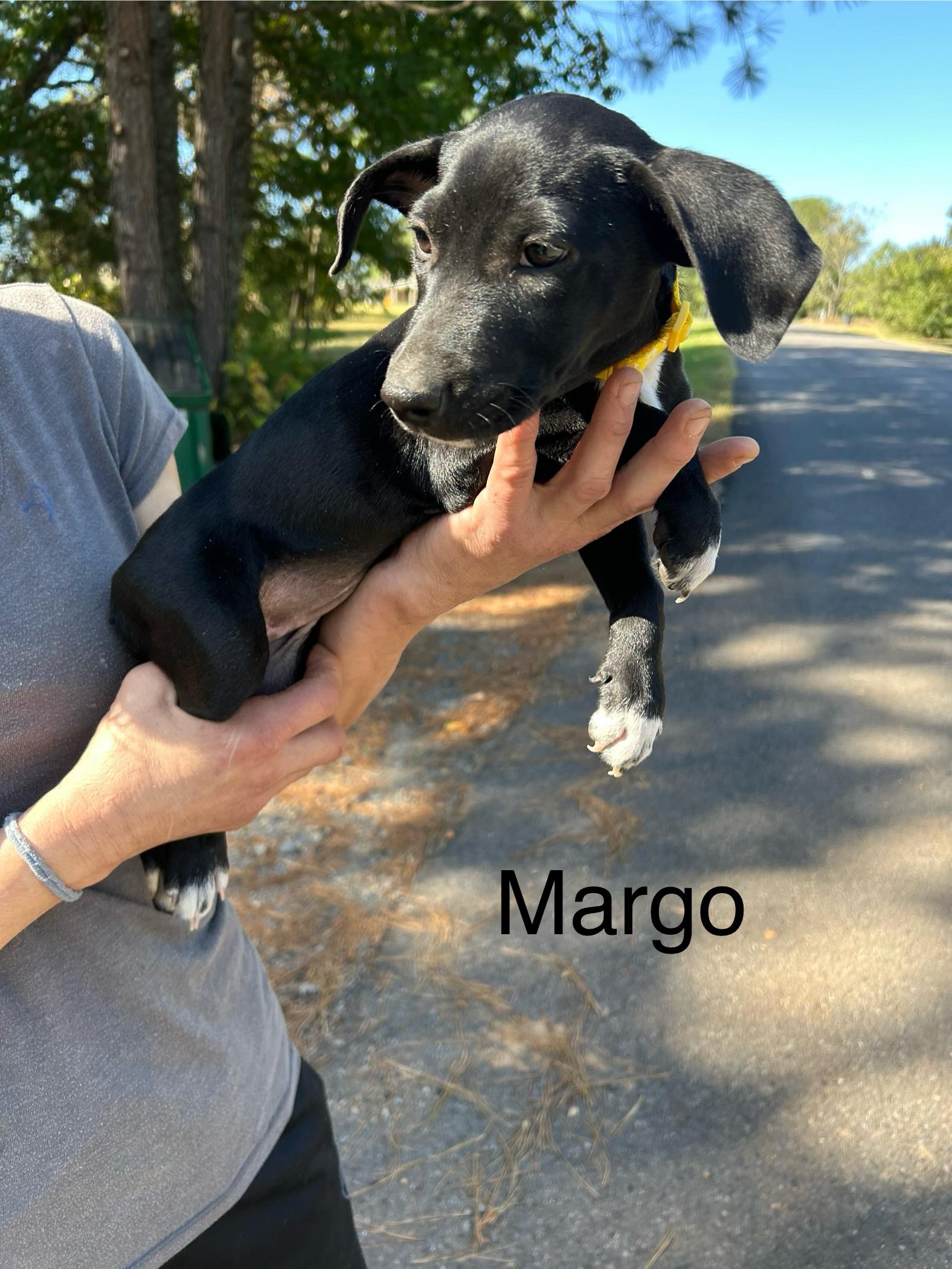 Dog for adoption - Margo, a Rat Terrier in Kalamazoo, MI | Petfinder